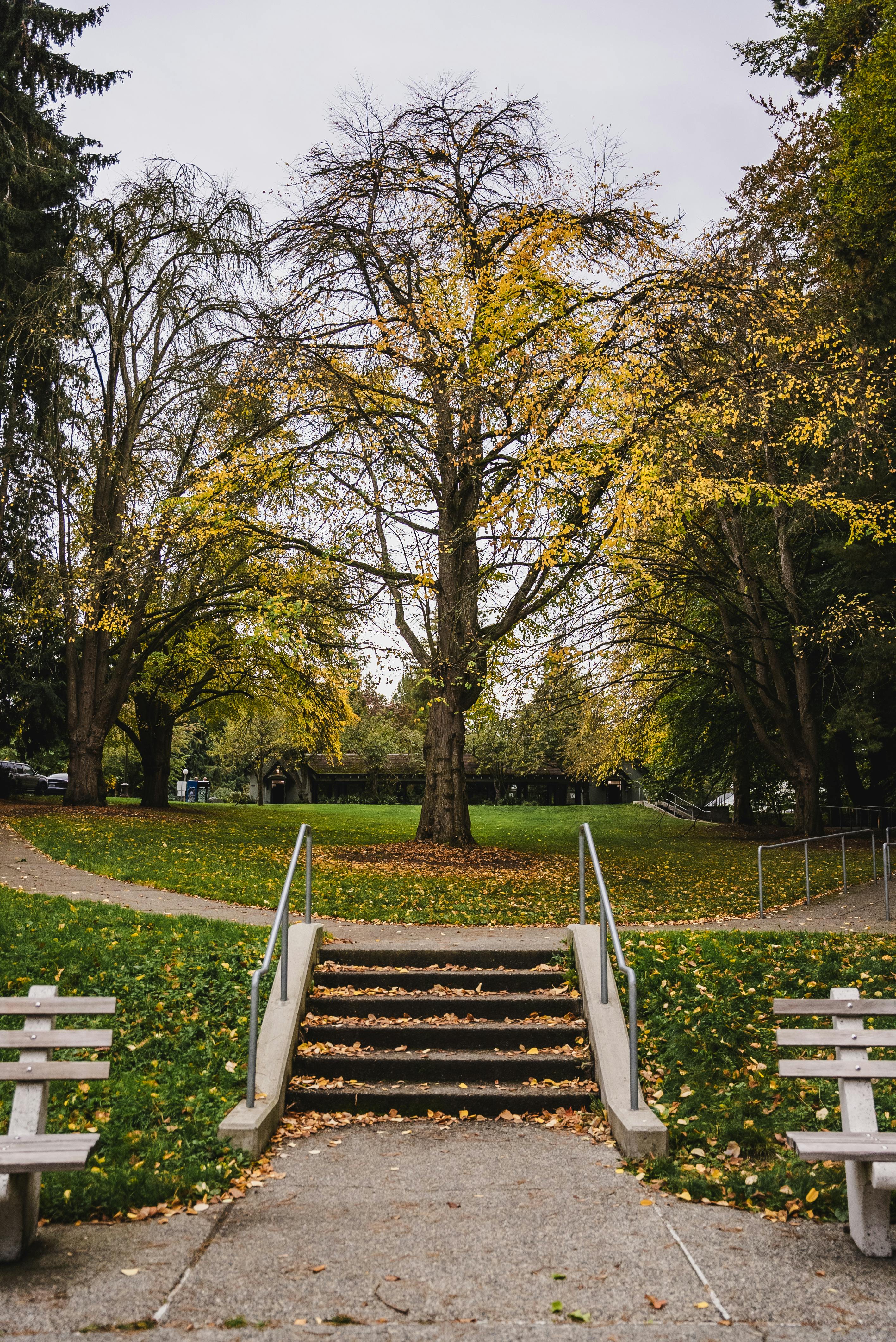 Scenic Autumn Park with Leafy Pathway in Seattle · Free Stock Photo