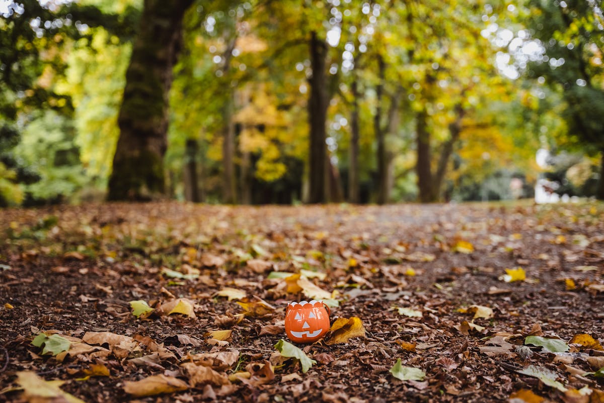 Fall Leaves On The Ground Photos, Download The BEST Free Fall Leaves On ...