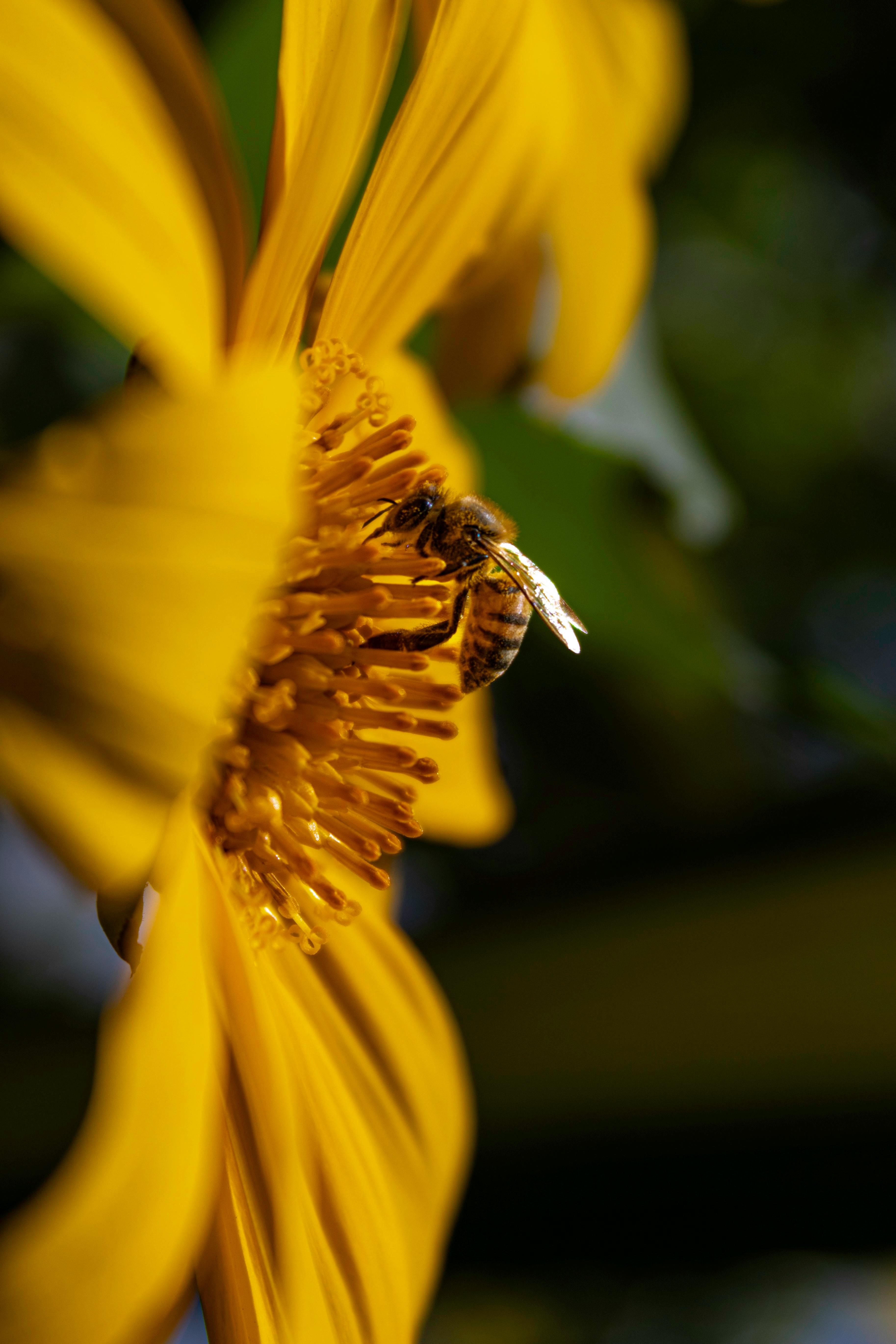 Abeja Polinizando Una Llamativa Flor Amarilla En Brasil · Foto de stock ...