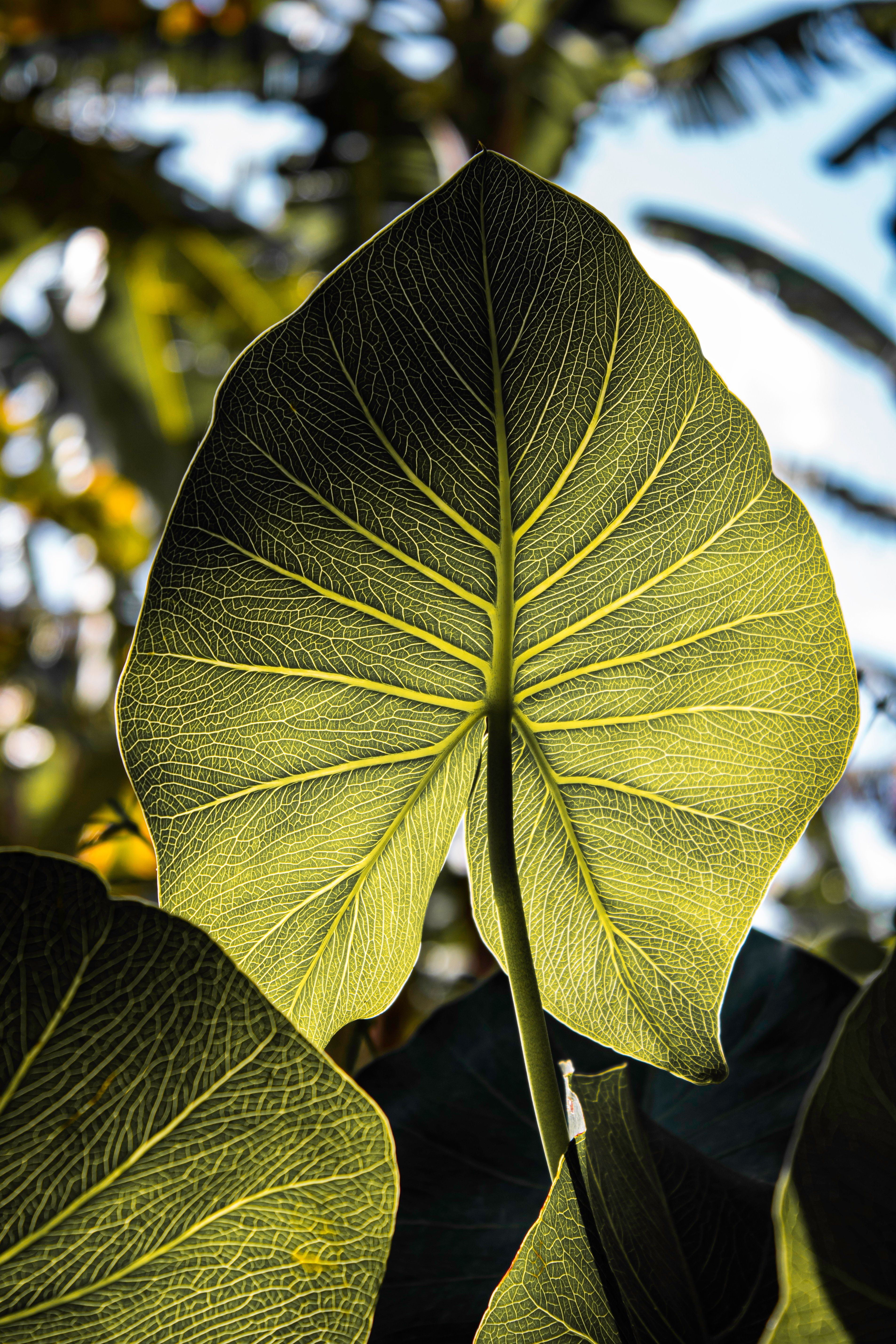 Close-Up Photo Of Green Leaf · Free Stock Photo