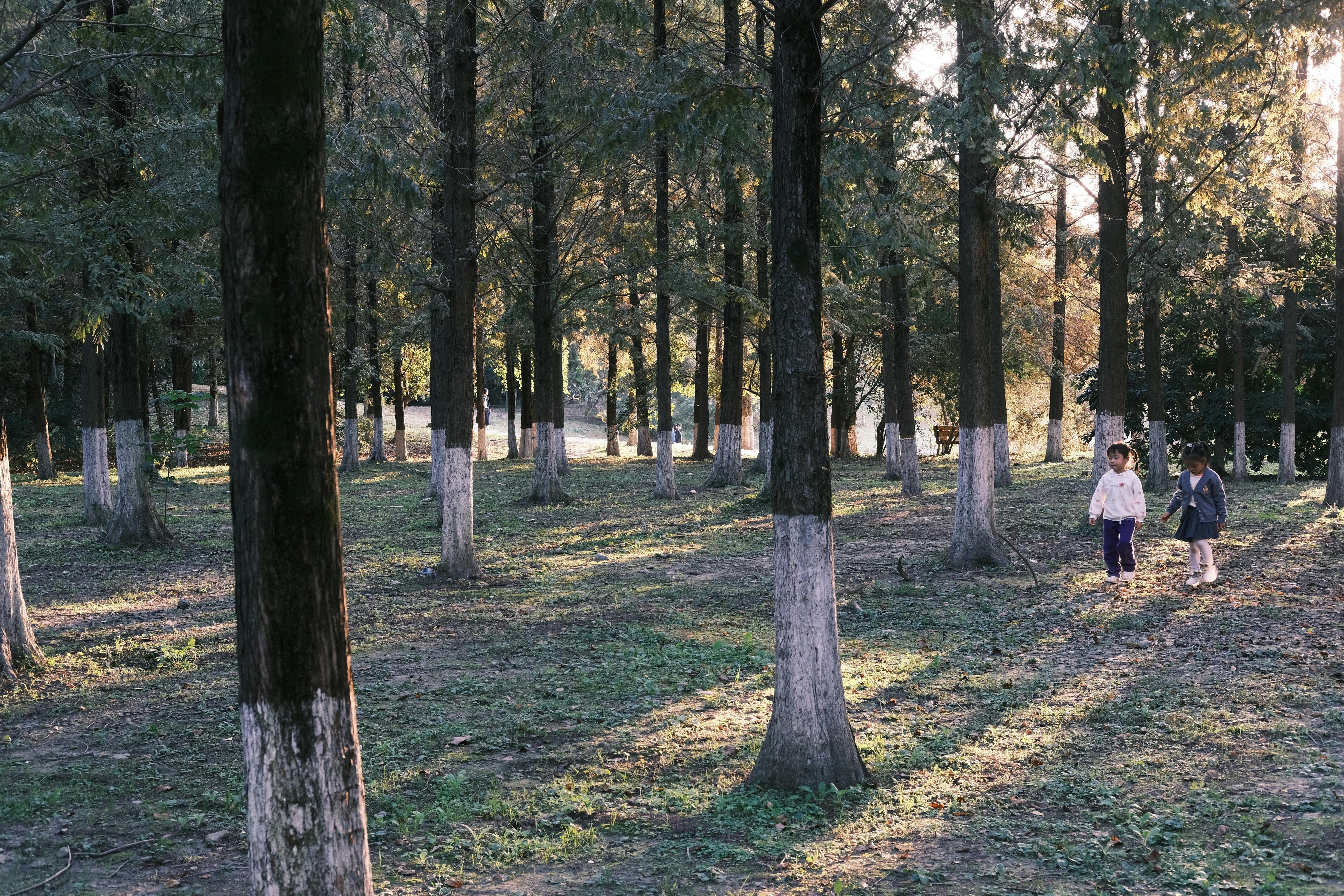 Children Walking in Sunlit Forest Path · Free Stock Photo