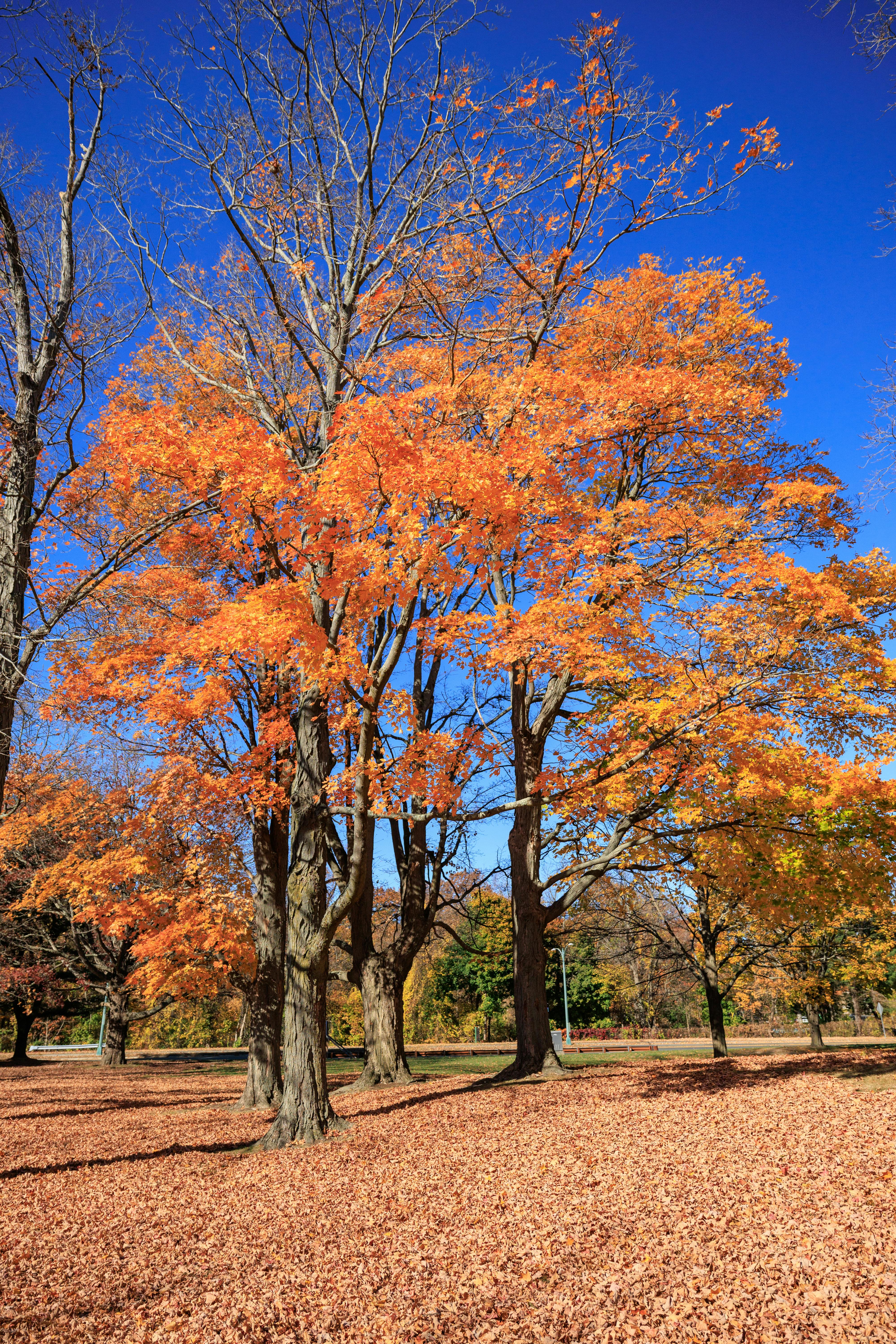 Grey Tree during Sunrise · Free Stock Photo