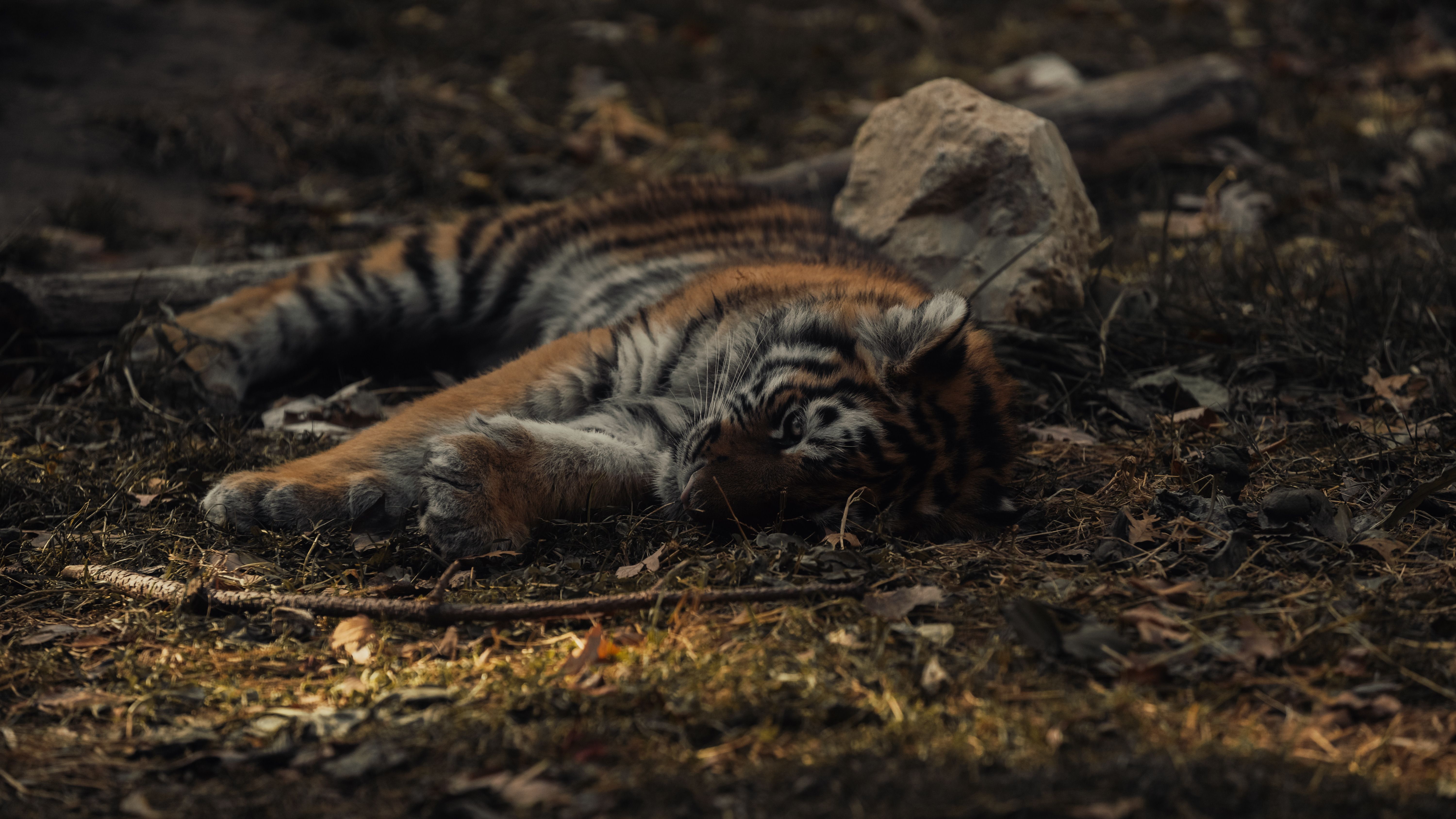 Adorable Tiger Cub Resting in Natural Habitat · Free Stock Photo