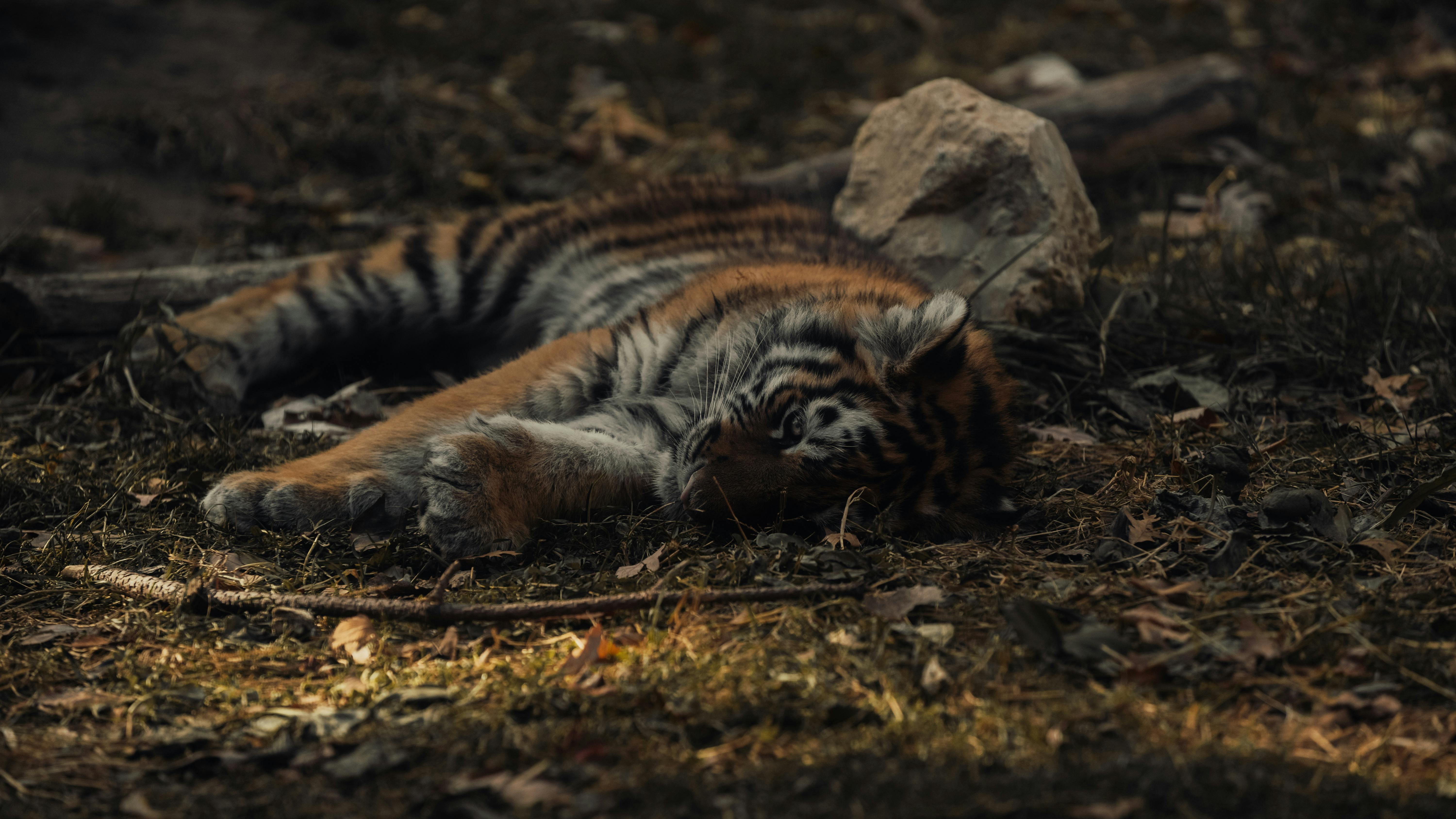 Adorável Filhote De Tigre Descansando Em Habitat Natural · Foto ...