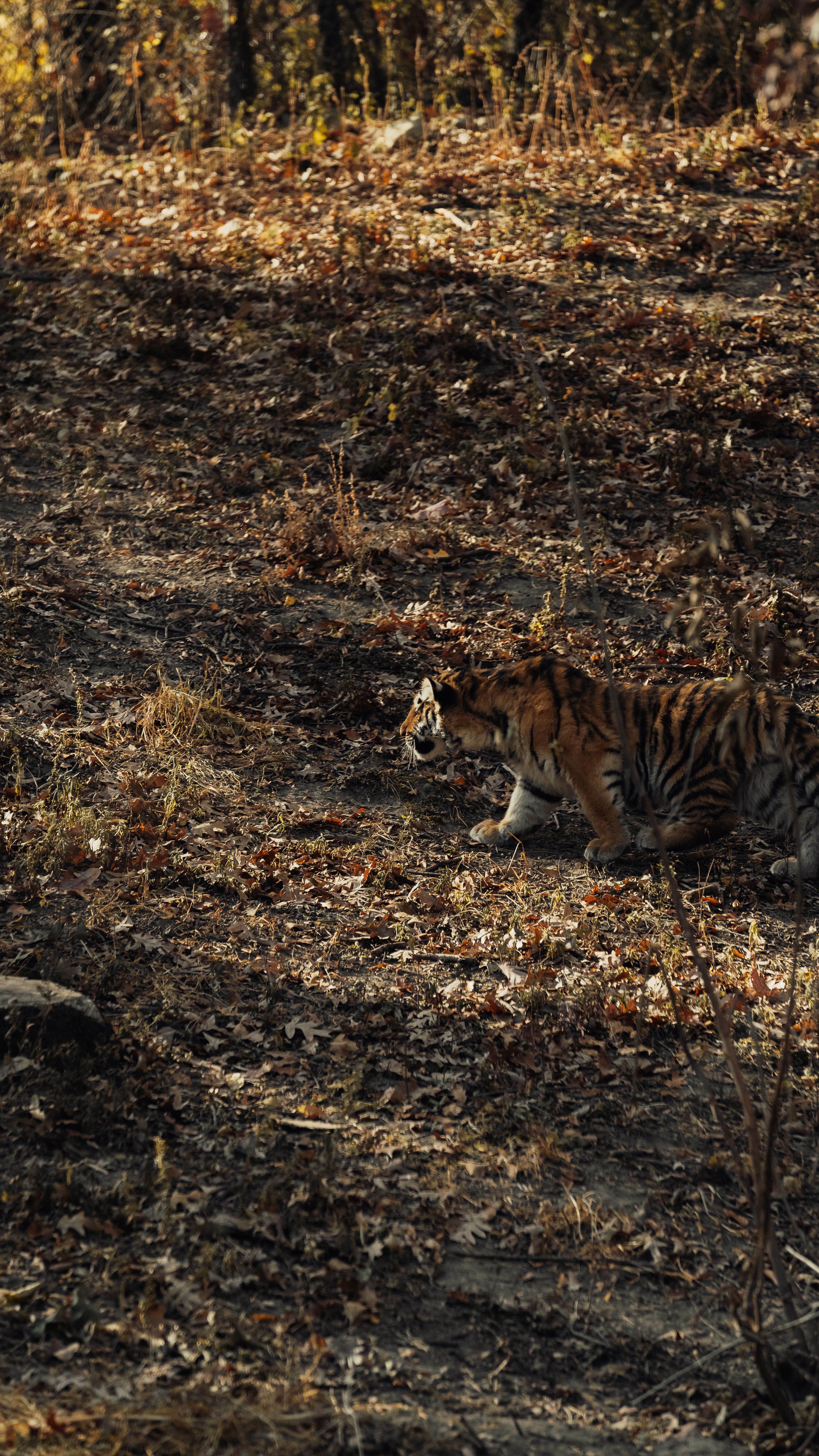 Majestic Amur Tiger in Autumn Forest · Free Stock Photo