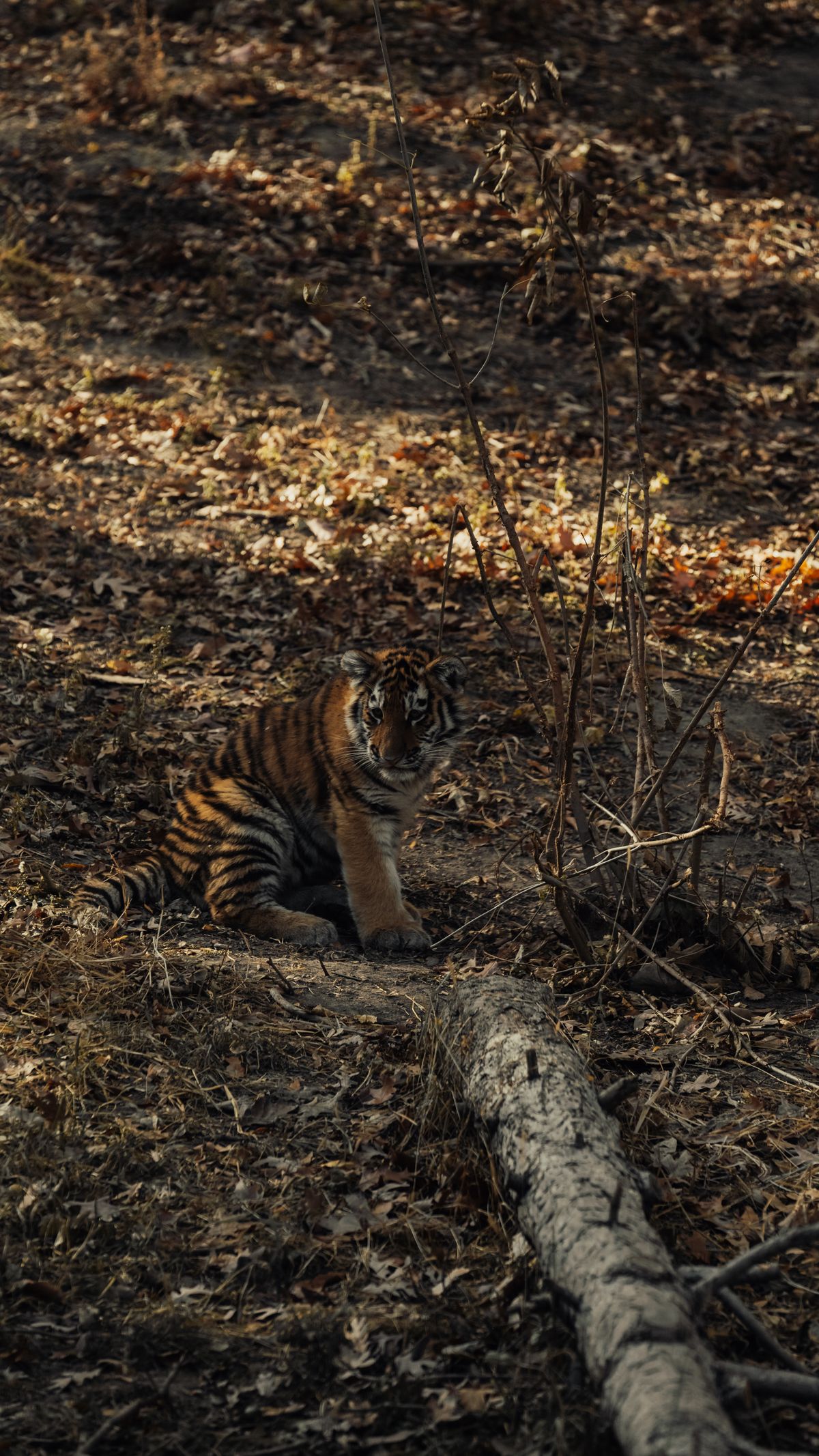 Tiger Hd Photos, Download The BEST Free Tiger Hd Stock Photos & HD Images