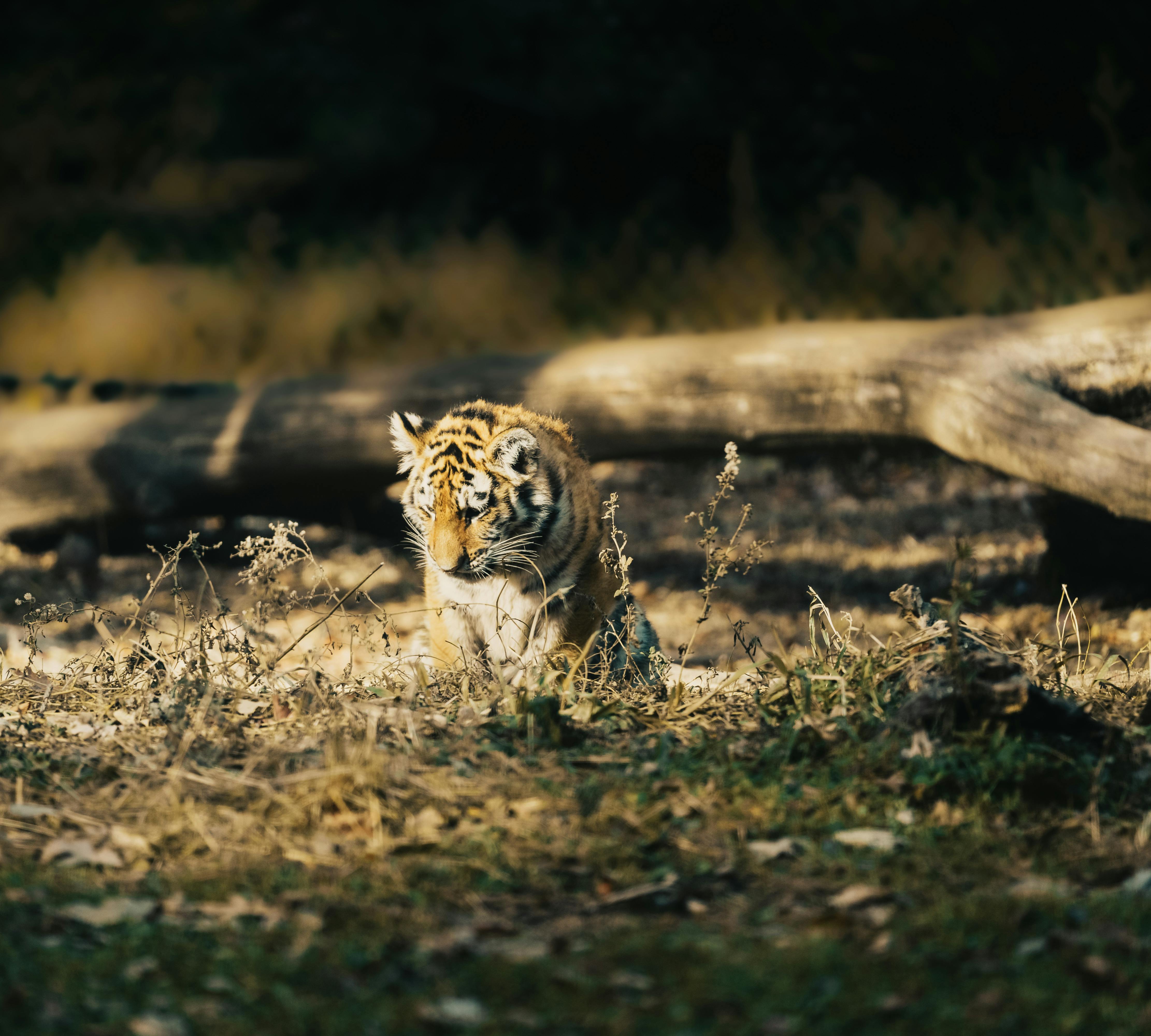 Tiger Picture Photos, Download The BEST Free Tiger Picture Stock Photos ...