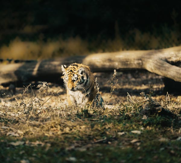 Tiger Image Photos, Download The BEST Free Tiger Image Stock Photos ...