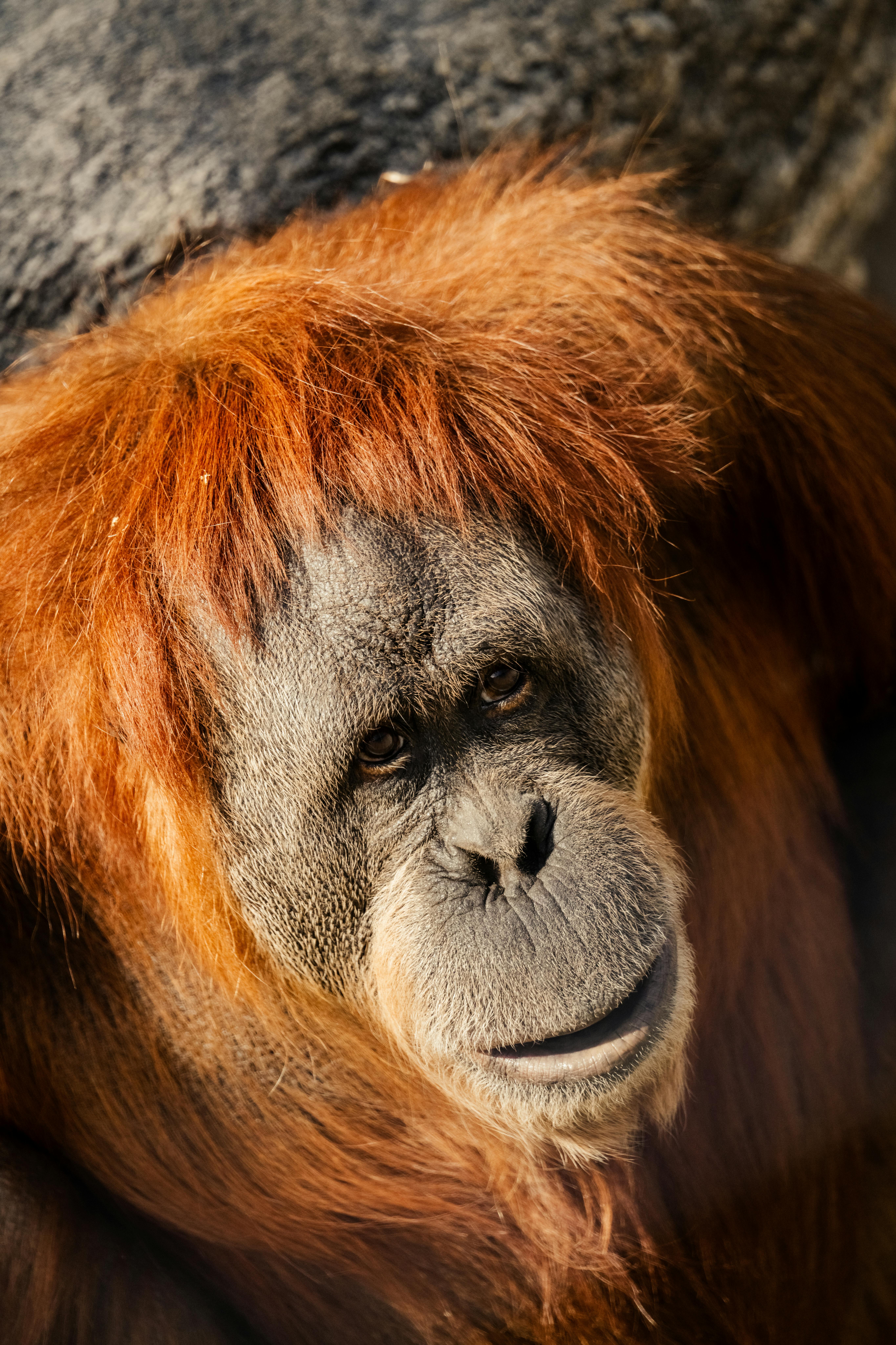 Nahaufnahmefoto Des Affen · Kostenloses Stock-Foto