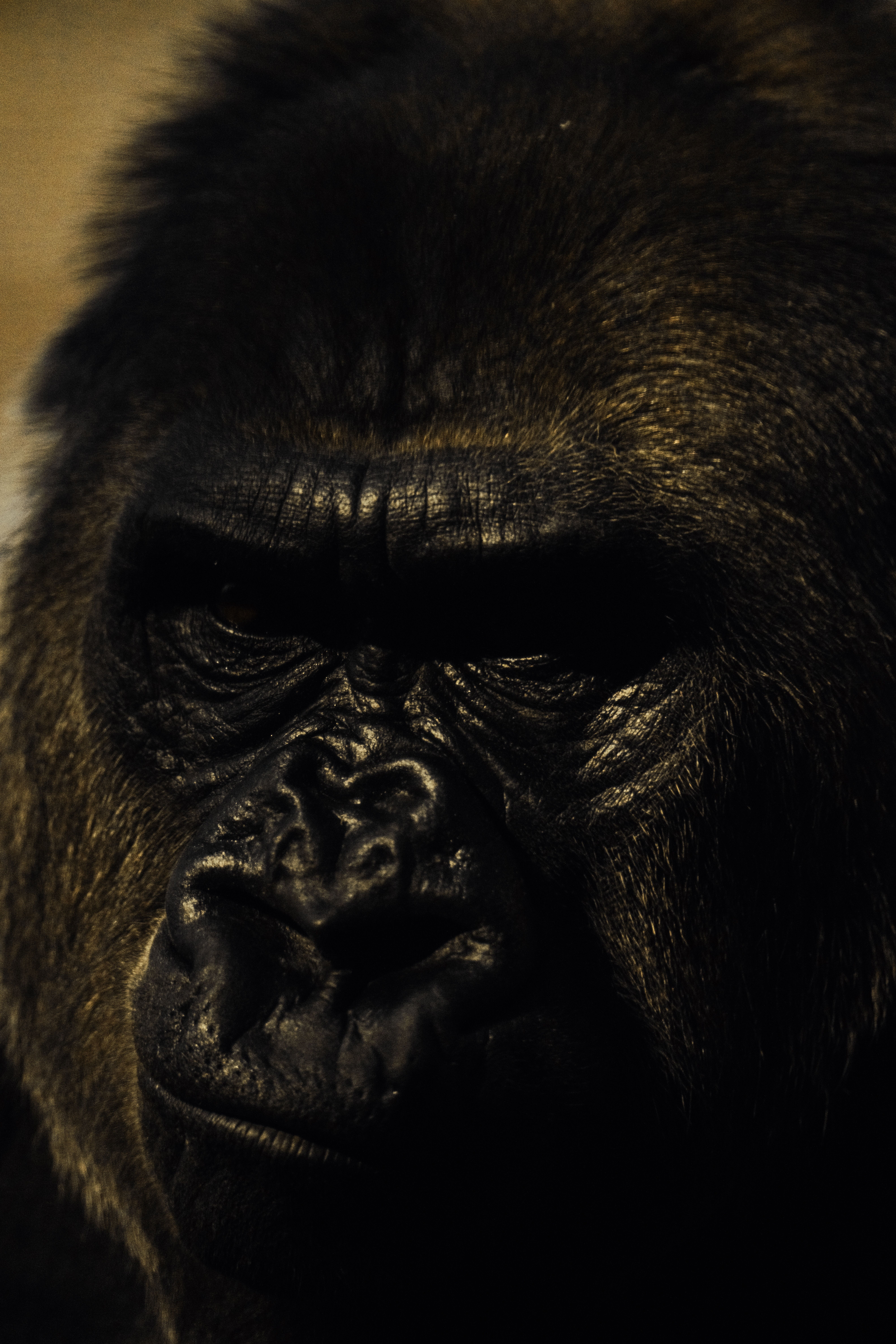 Monkey Face Texture Photos, Download The BEST Free Monkey Face Texture ...