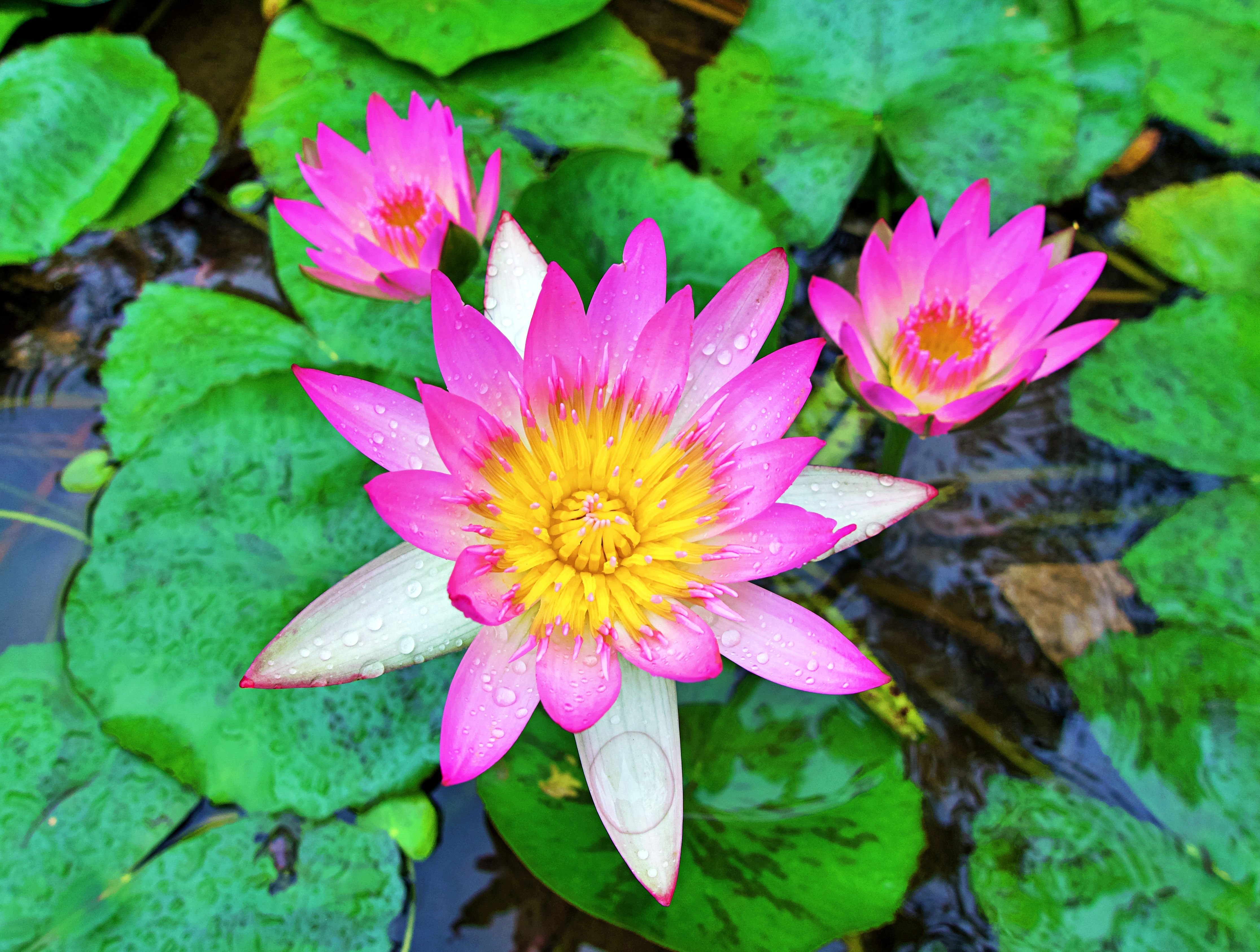 Lirio Acuático De Color Rosa Intenso En Un Estanque De Okinawa · Foto ...