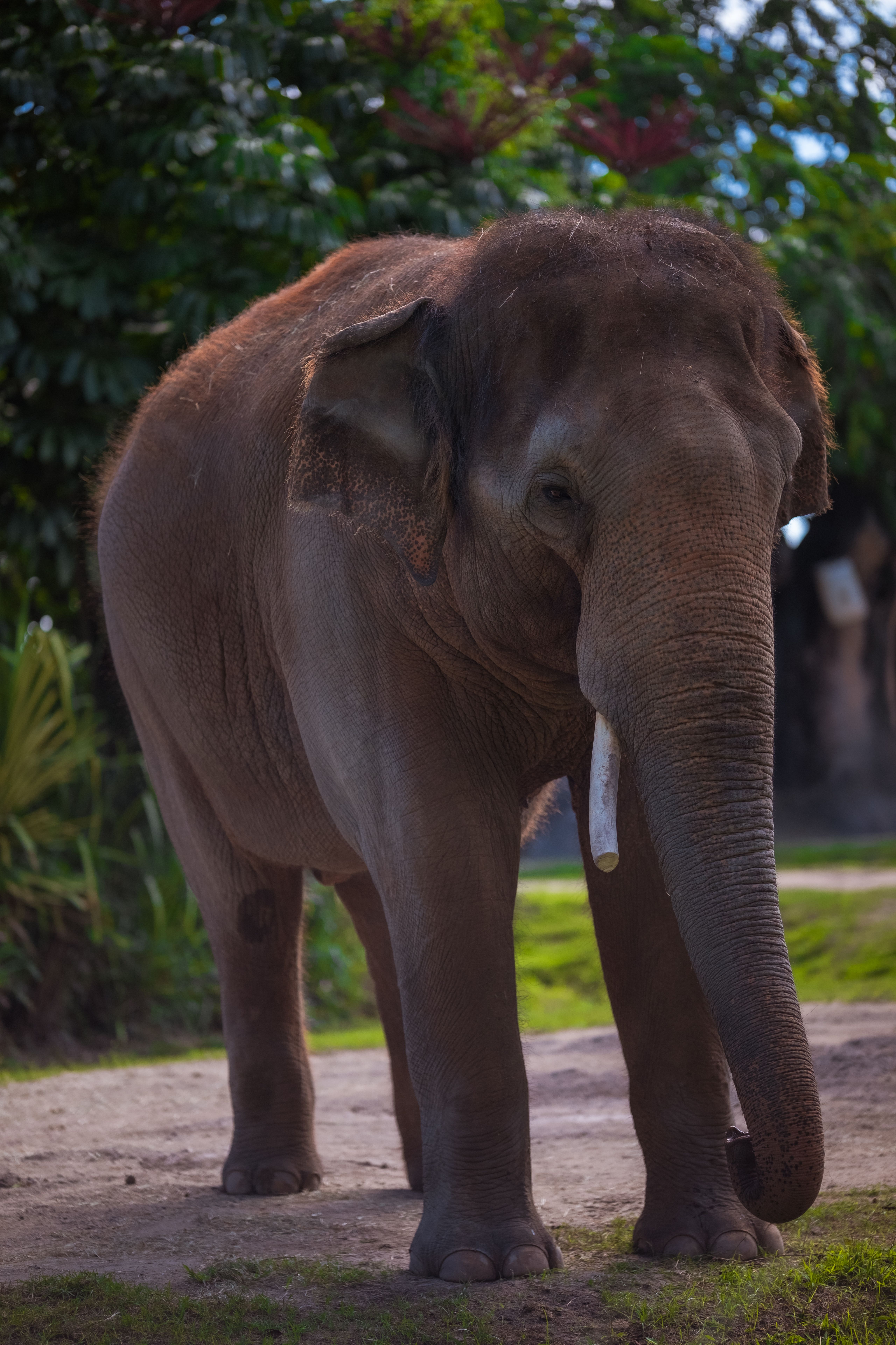 Asian Elephant in Tropical Habitat Outdoors · Free Stock Photo