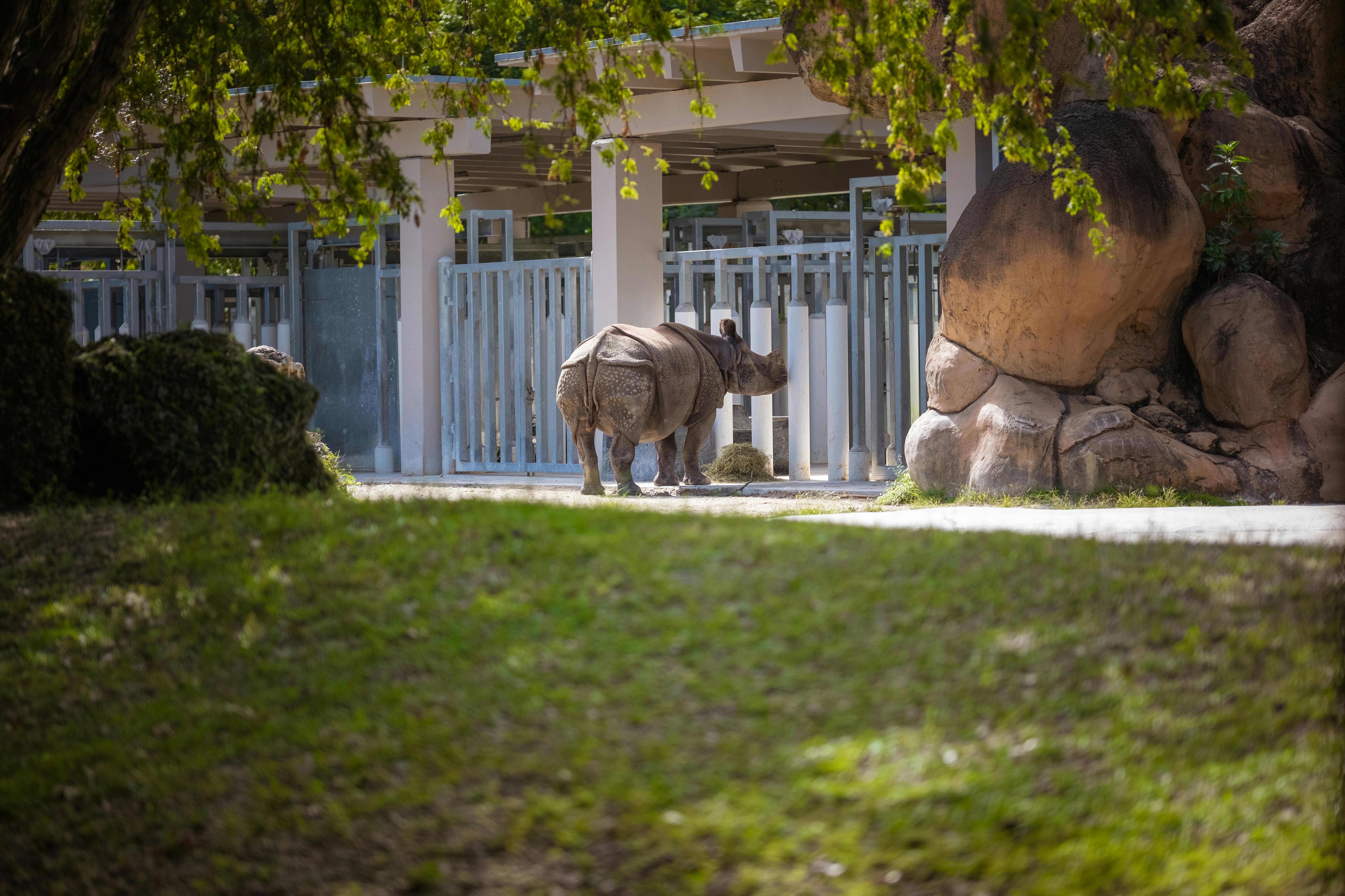 Rhinoceros Behavior Photos, Download The BEST Free Rhinoceros Behavior ...