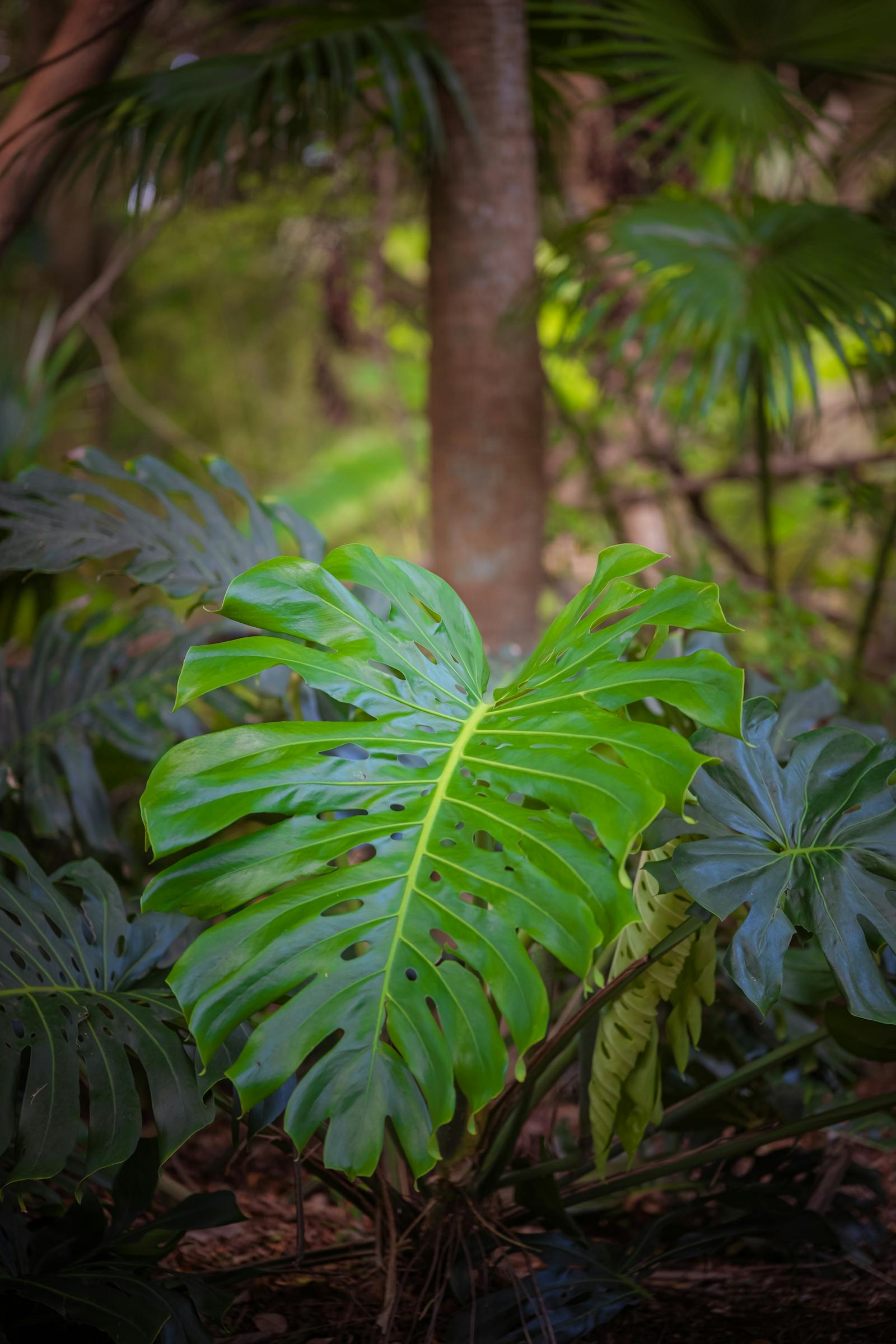 Tropical Rainforest Photos, Download The BEST Free Tropical Rainforest ...