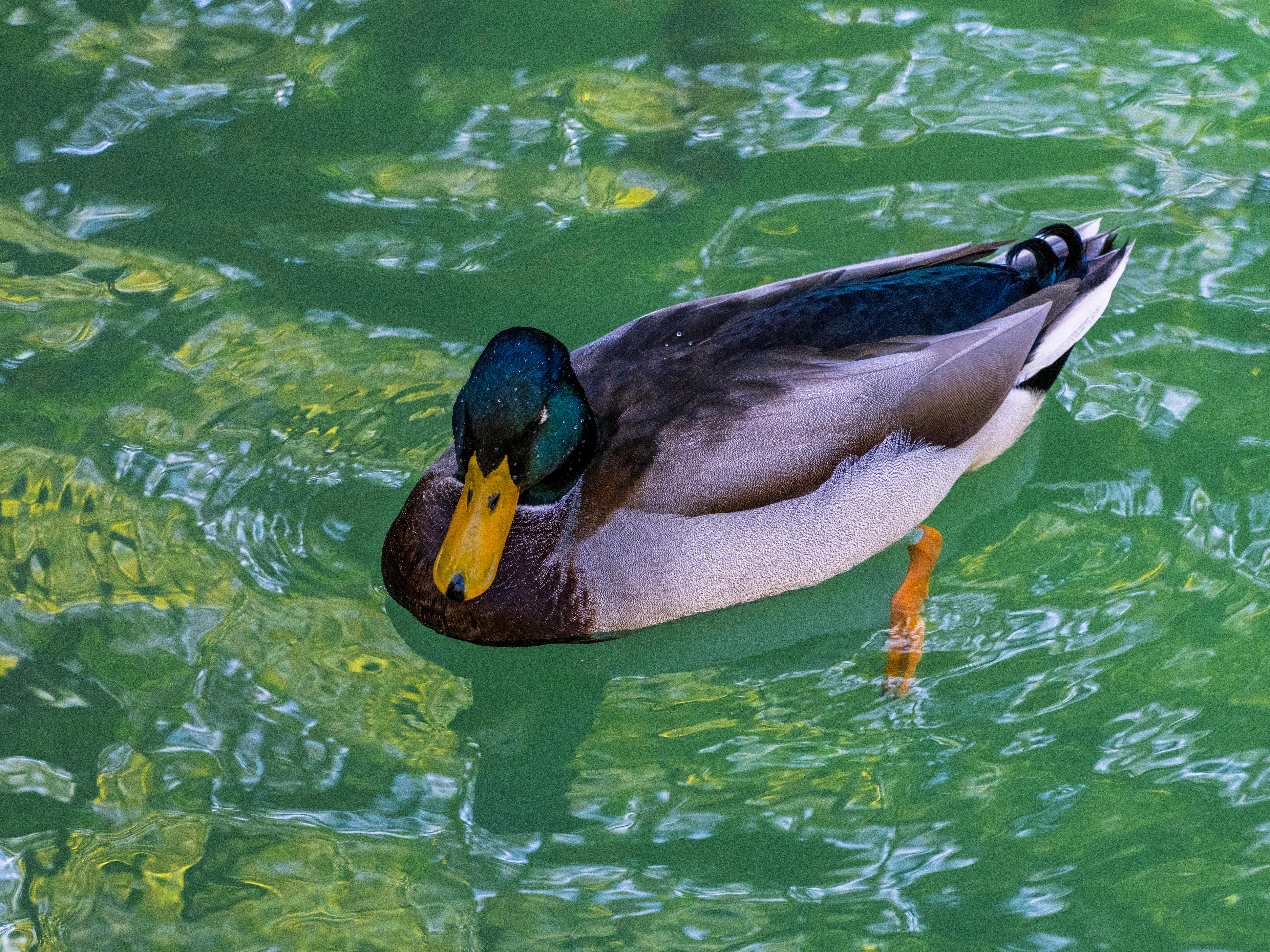 Mallard Duck Gliding in Vibrant Green Pond · Free Stock Photo