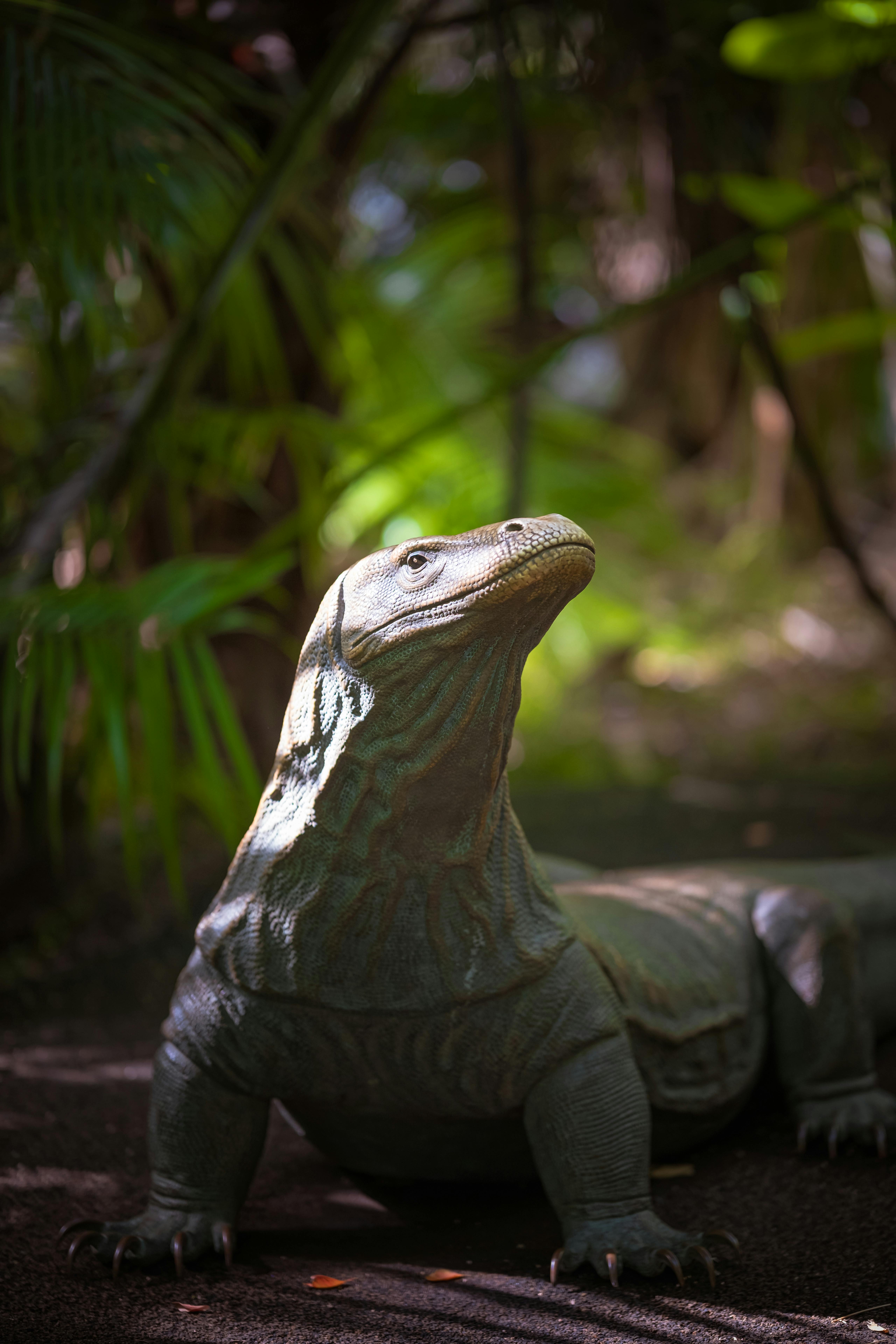 Komodo Dragon in Lush Jungle Habitat · Free Stock Photo