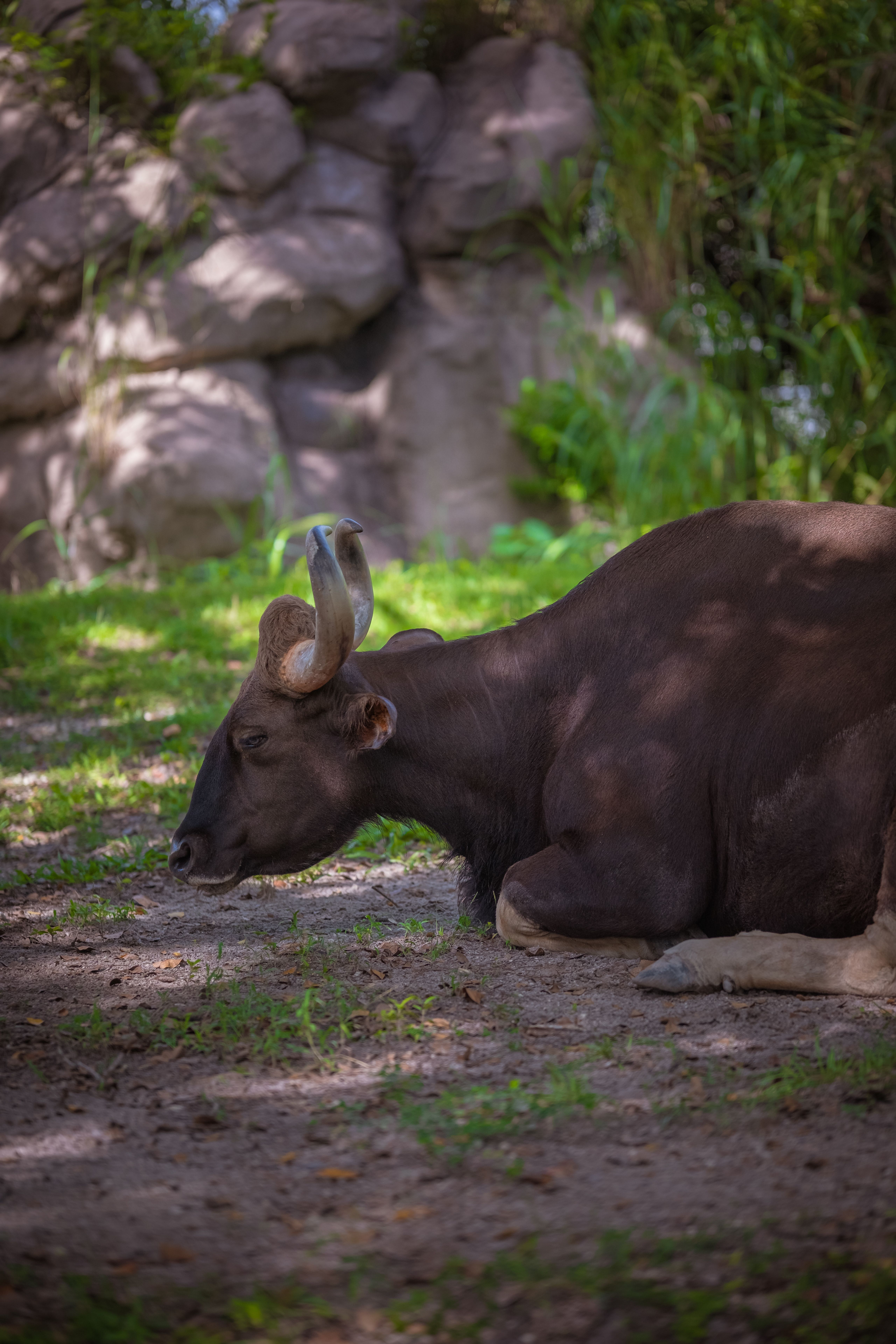 Mithun Animal Photos, Download The BEST Free Mithun Animal Stock Photos ...