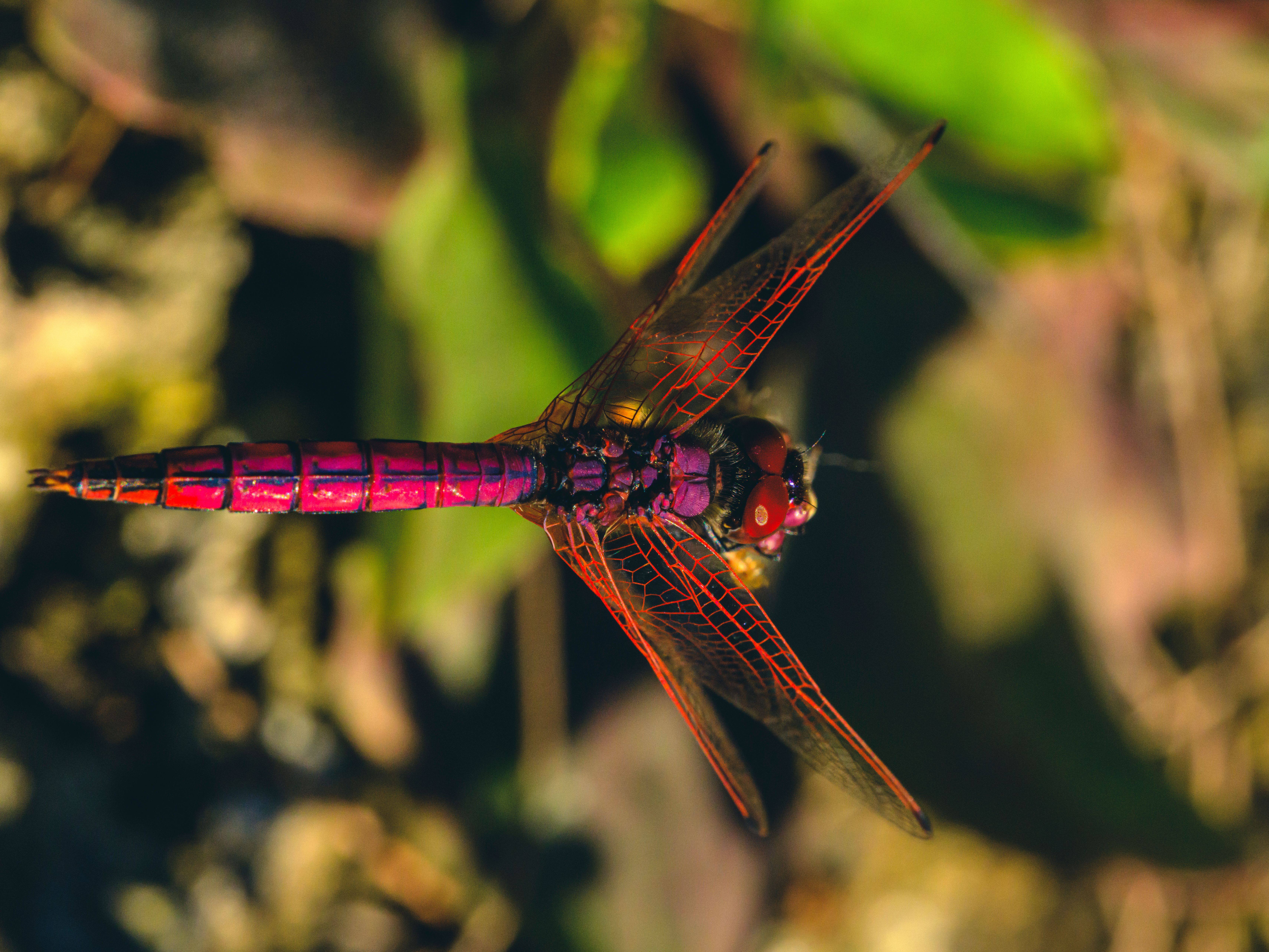 Vibrant Red Dragonfly on Leaf Basking in Sunlight · Free Stock Photo