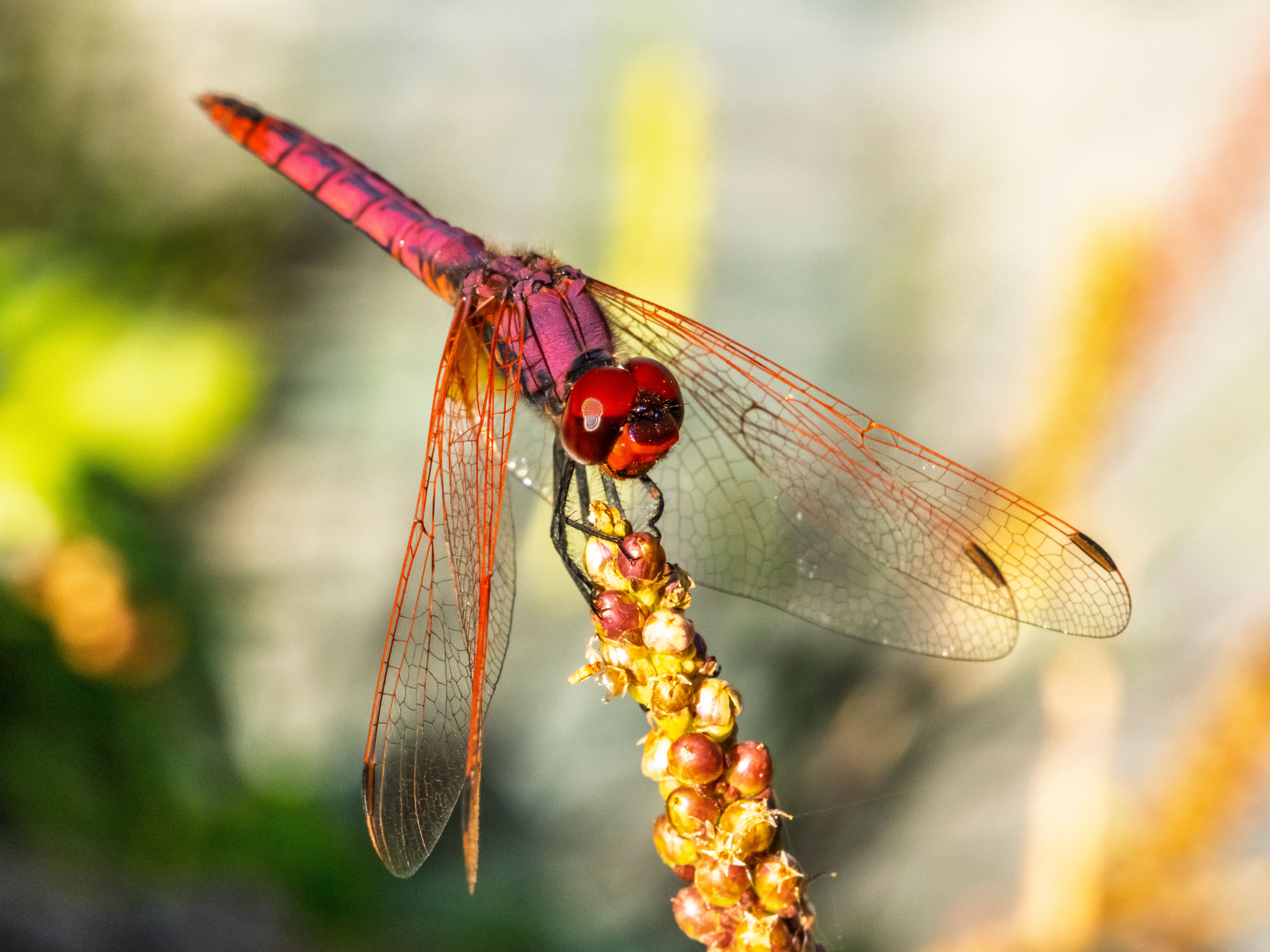 Vibrant Red Dragonfly Perched on Flower Stem · Free Stock Photo