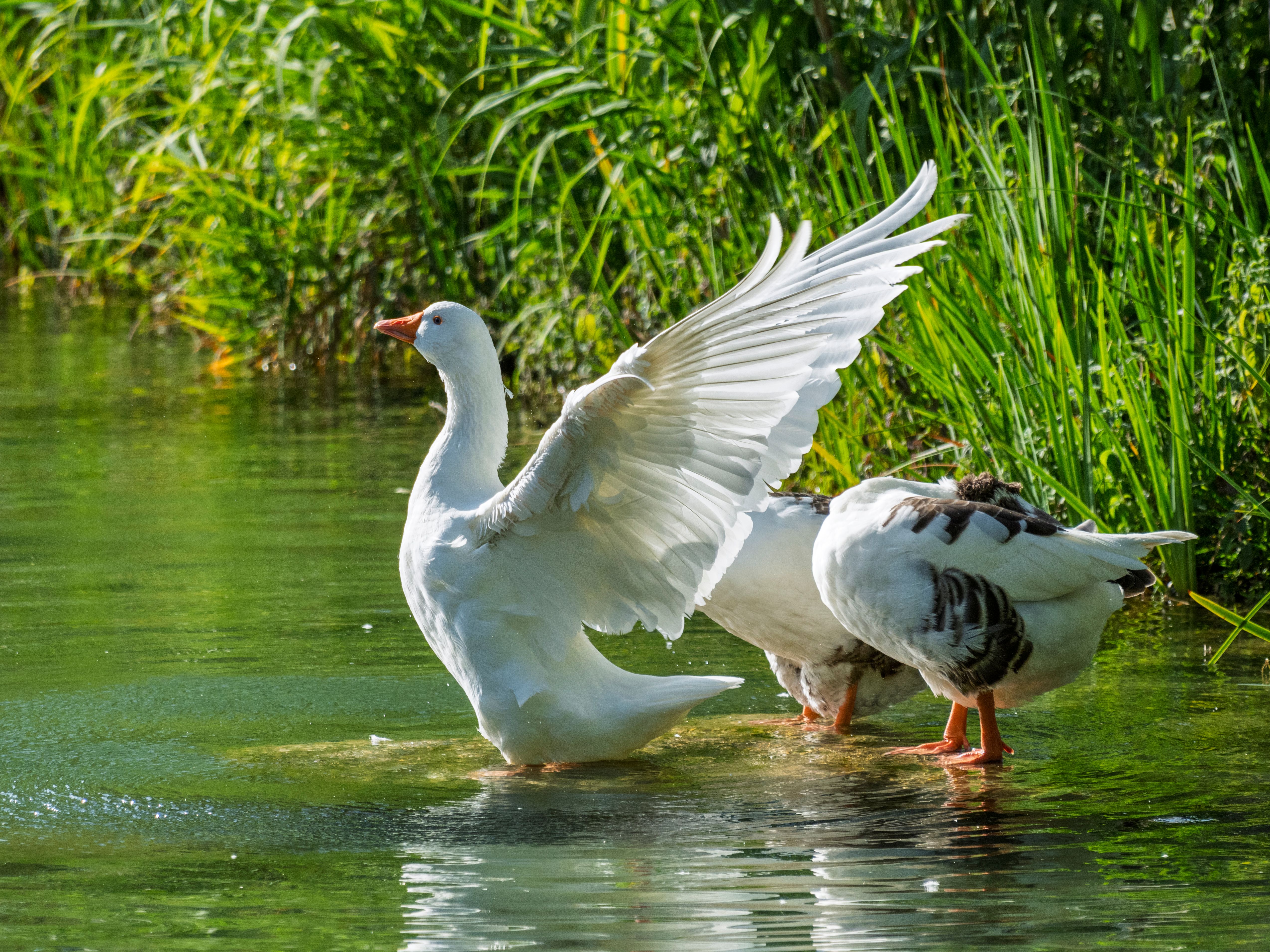 White Reflections Photos, Download The BEST Free White Reflections ...