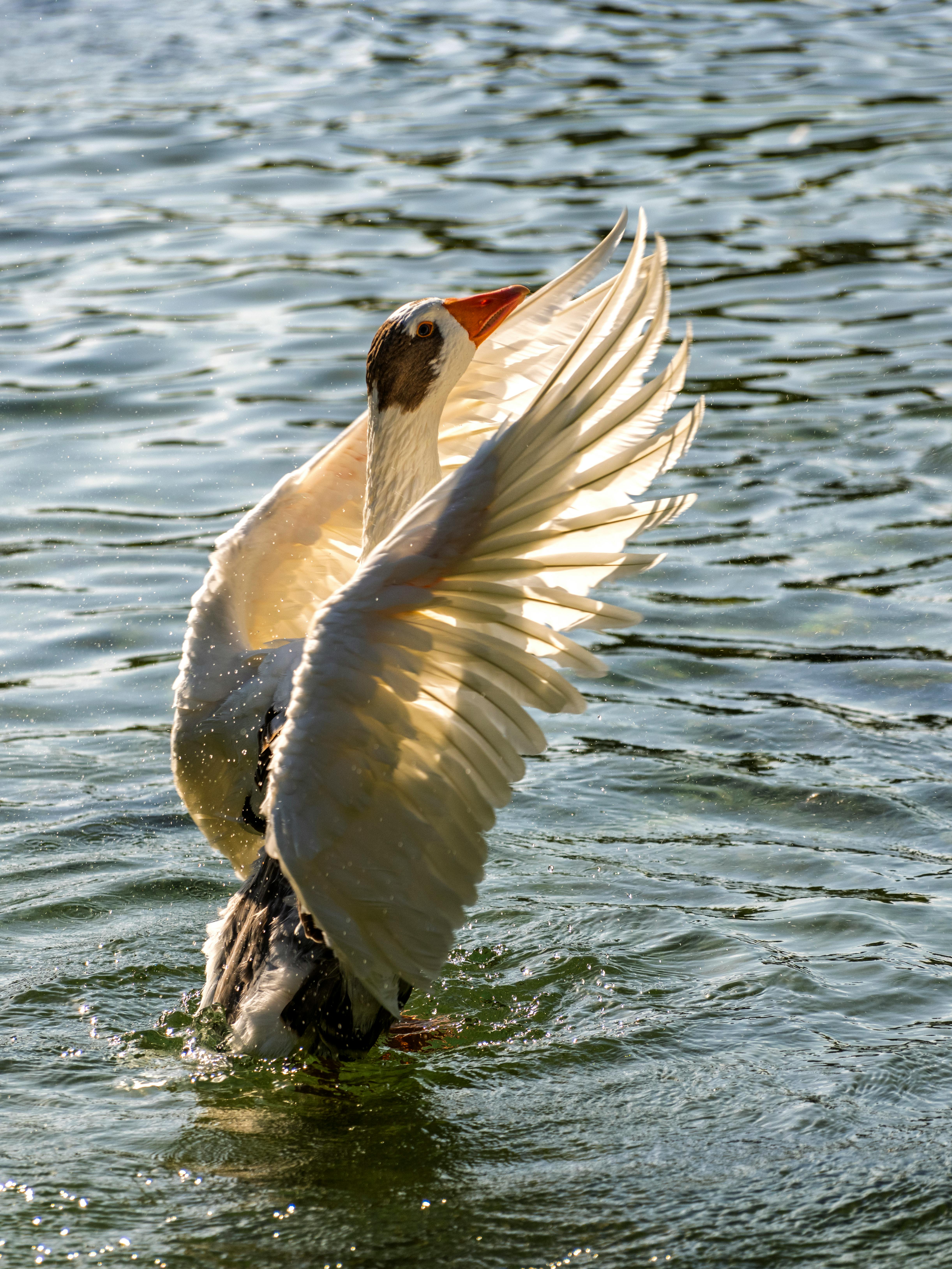 Mor Goose Photos, Download The BEST Free Mor Goose Stock Photos & HD Images