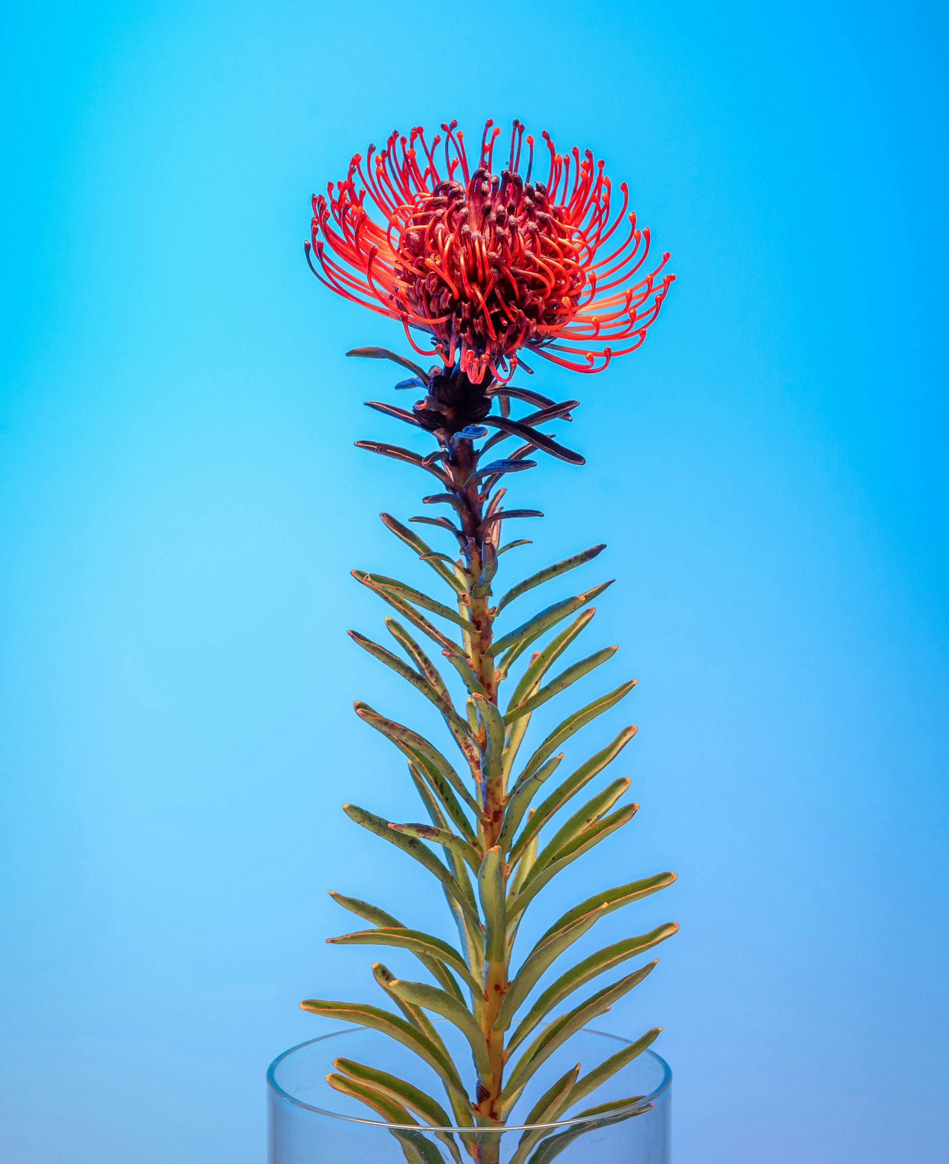 Elegante Flor De Leucospermum Con Fondo Azul · Foto de stock gratuita