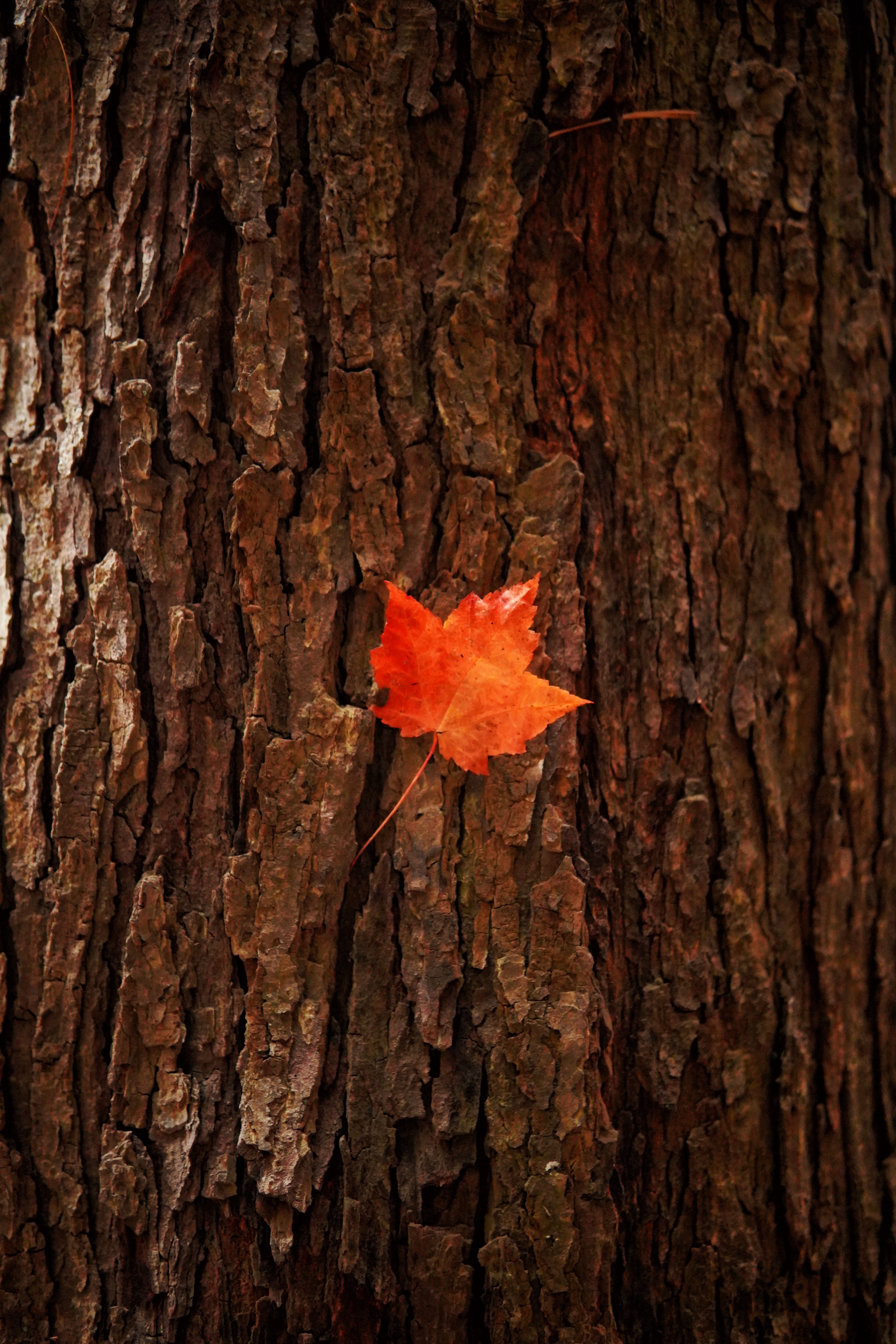 Vibrant Maple Leaf on Tree Bark in Autumn · Free Stock Photo