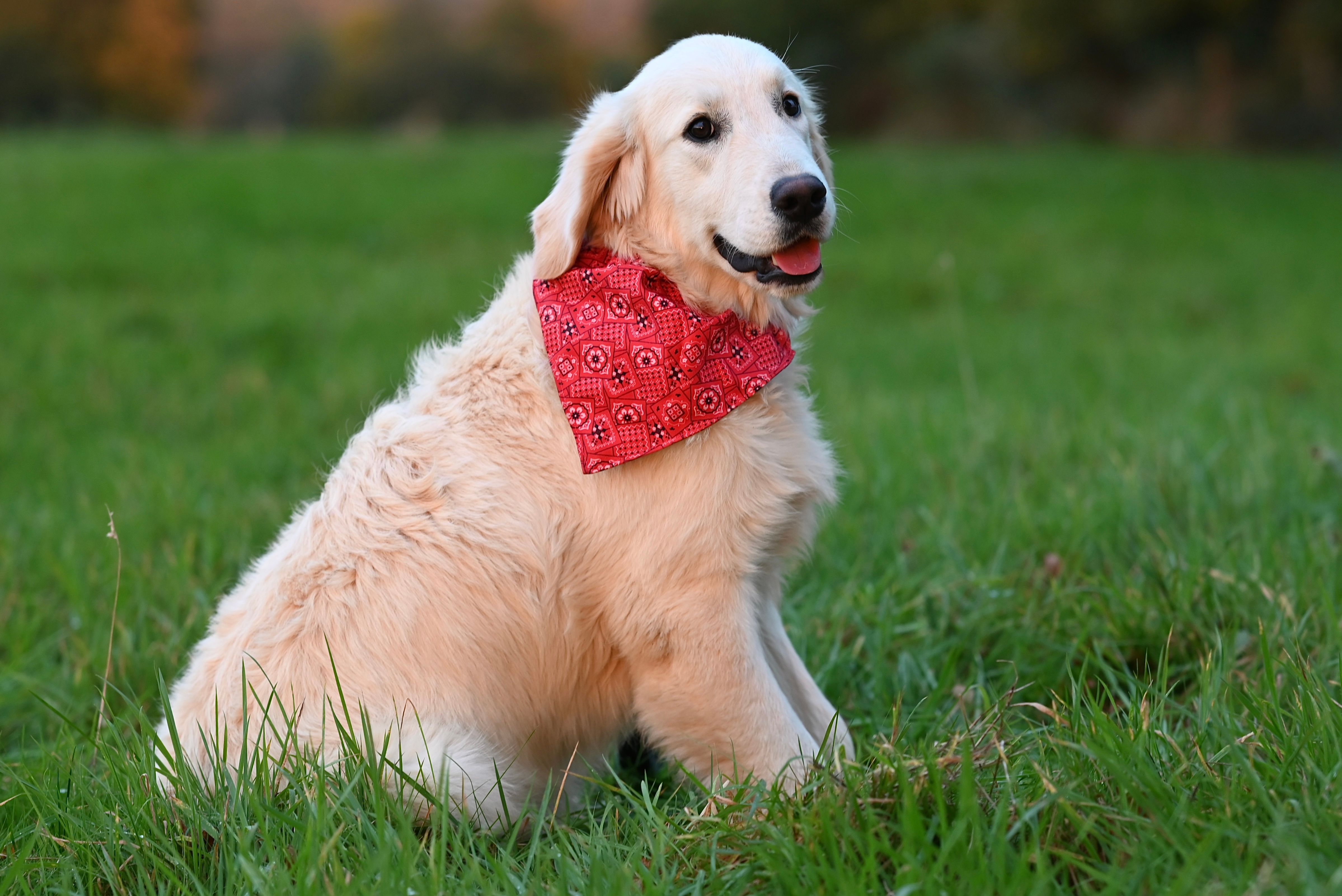 Golden Retriever with Red Bandana in Green Field · Free Stock Photo