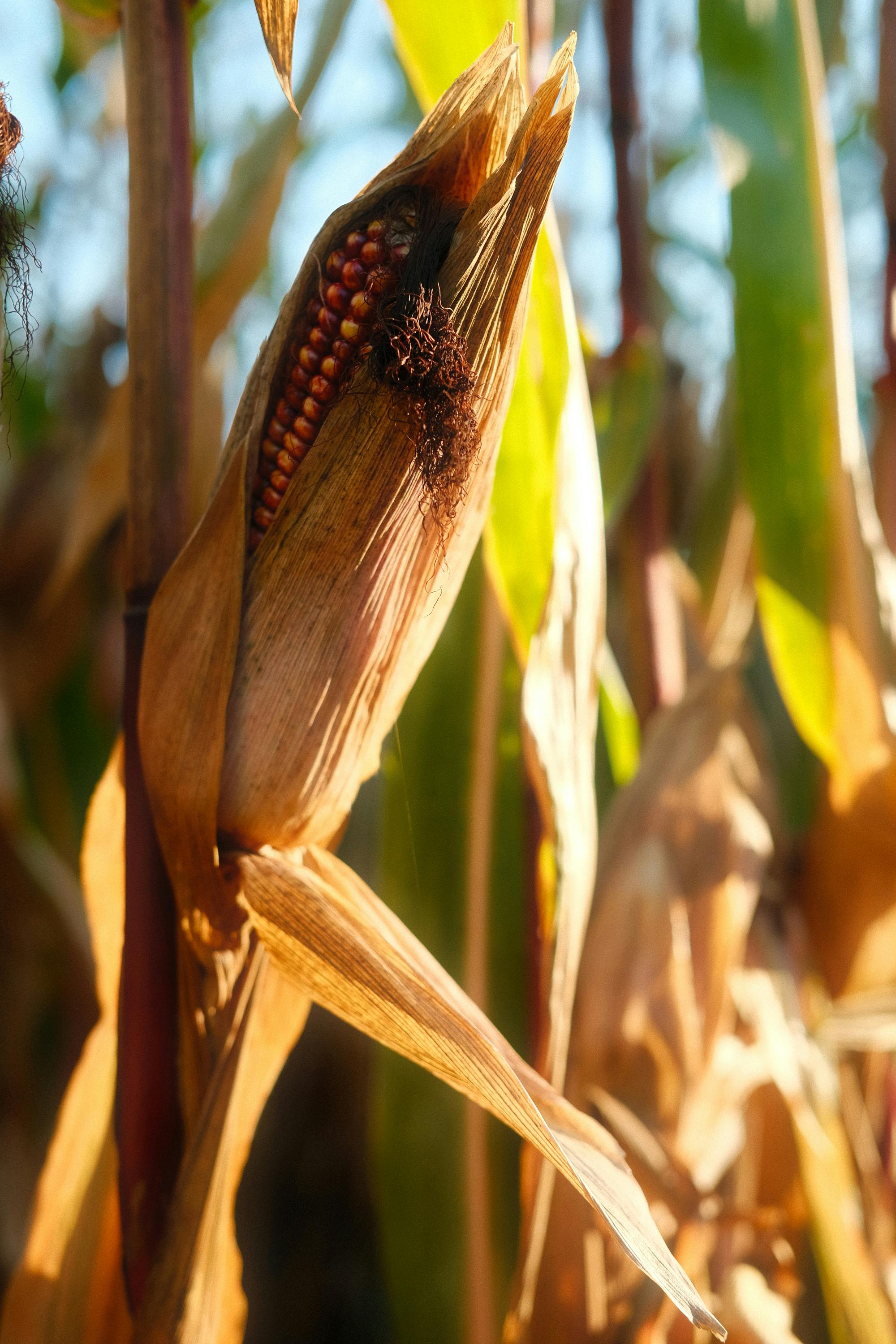 Close-up of Ripened Corn in Sunlit Field · Free Stock Photo