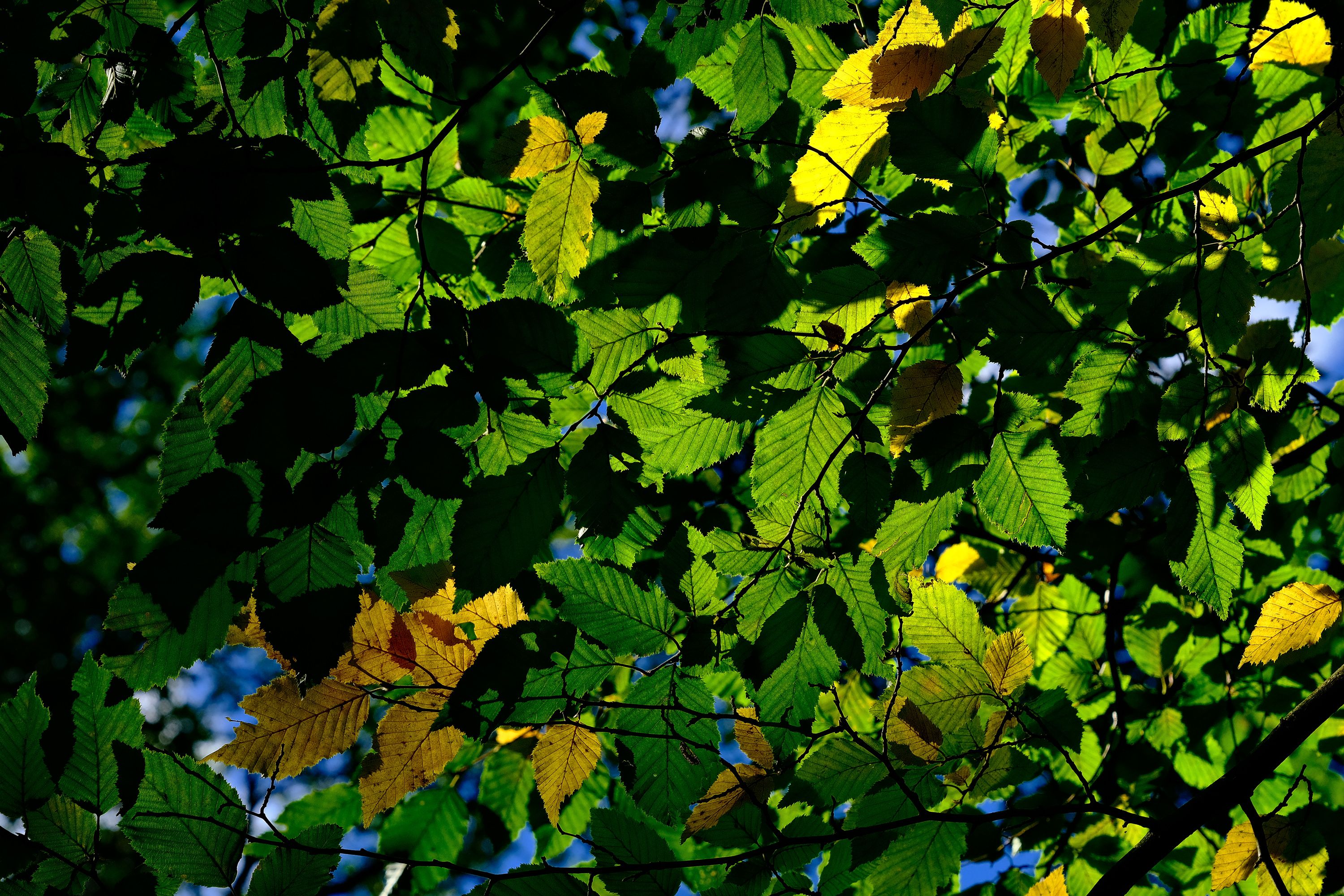 Vibrant Green and Yellow Spring Leaves Backlit by Sun · Free Stock Photo