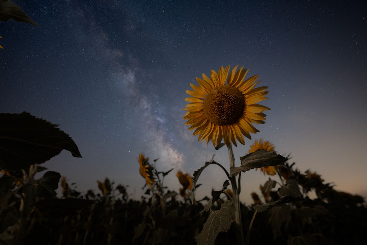 Sunflower Long Exposure Photos, Download The BEST Free Sunflower Long ...