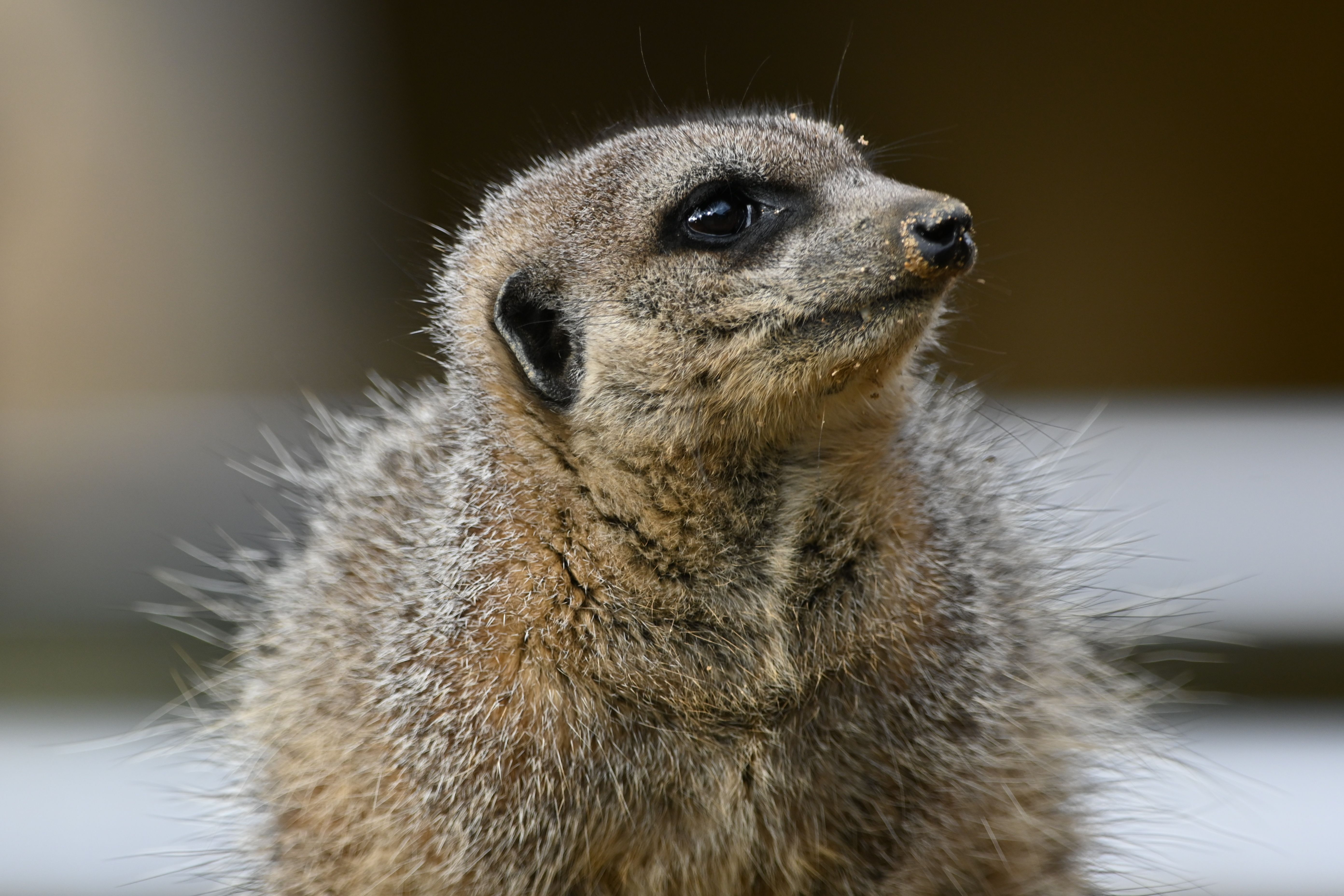 Close-up Portrait of a Watchful Meerkat · Free Stock Photo