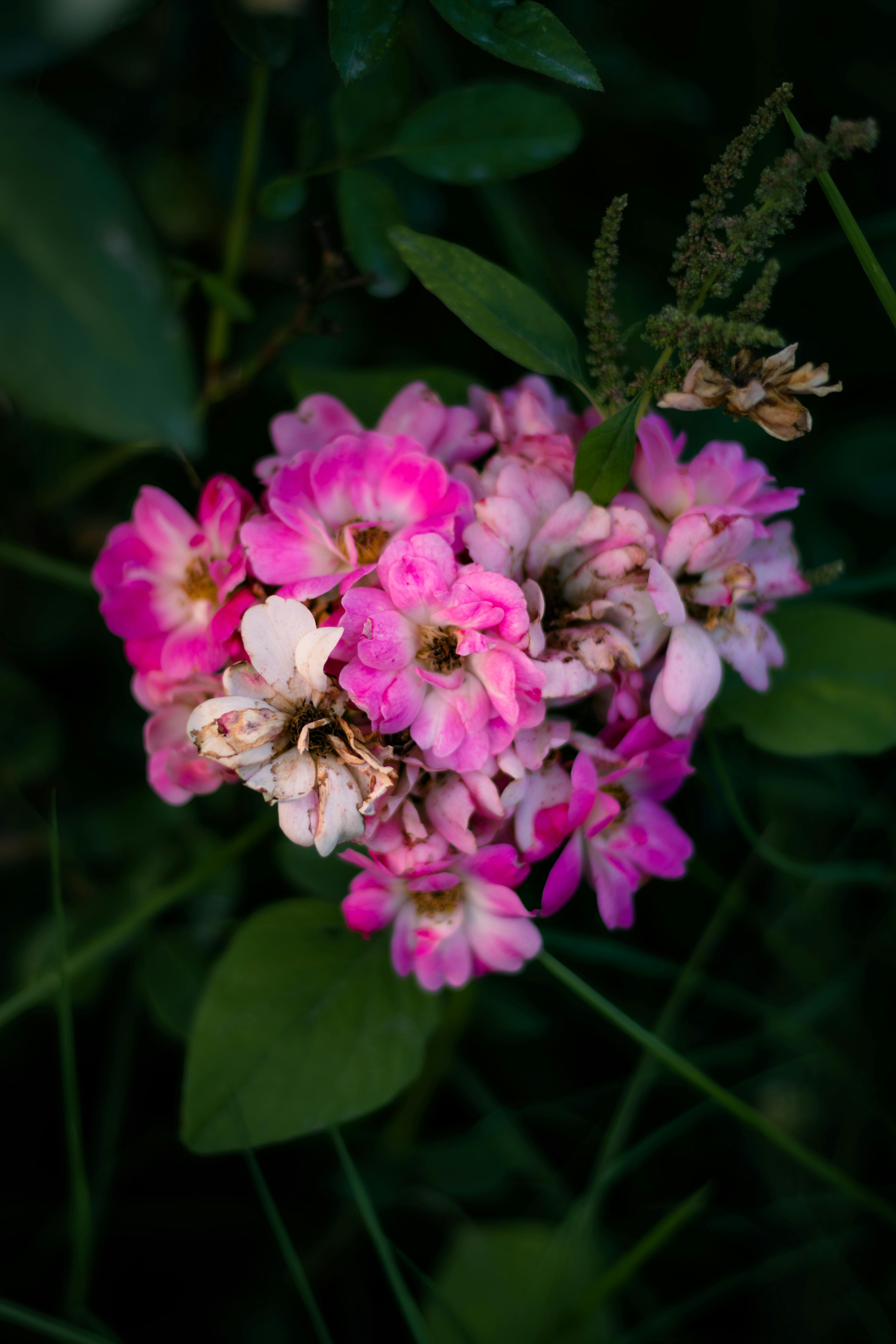 Rosas De Color Rosa Intenso En Un Exuberante Jardín · Foto de stock ...