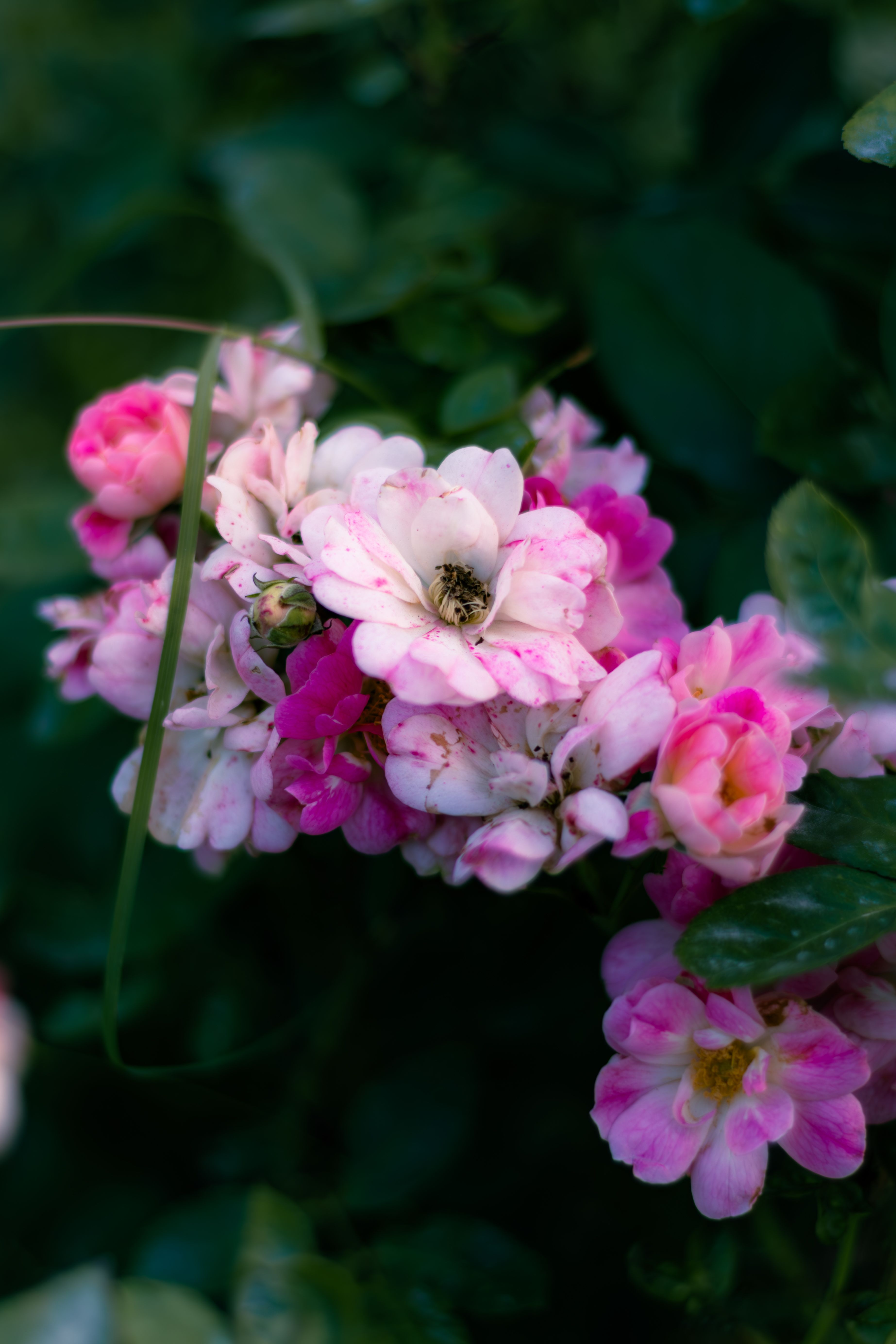 Hermosas Rosas Rosadas En Flor En El Jardín De Ludhiana · Foto de stock ...