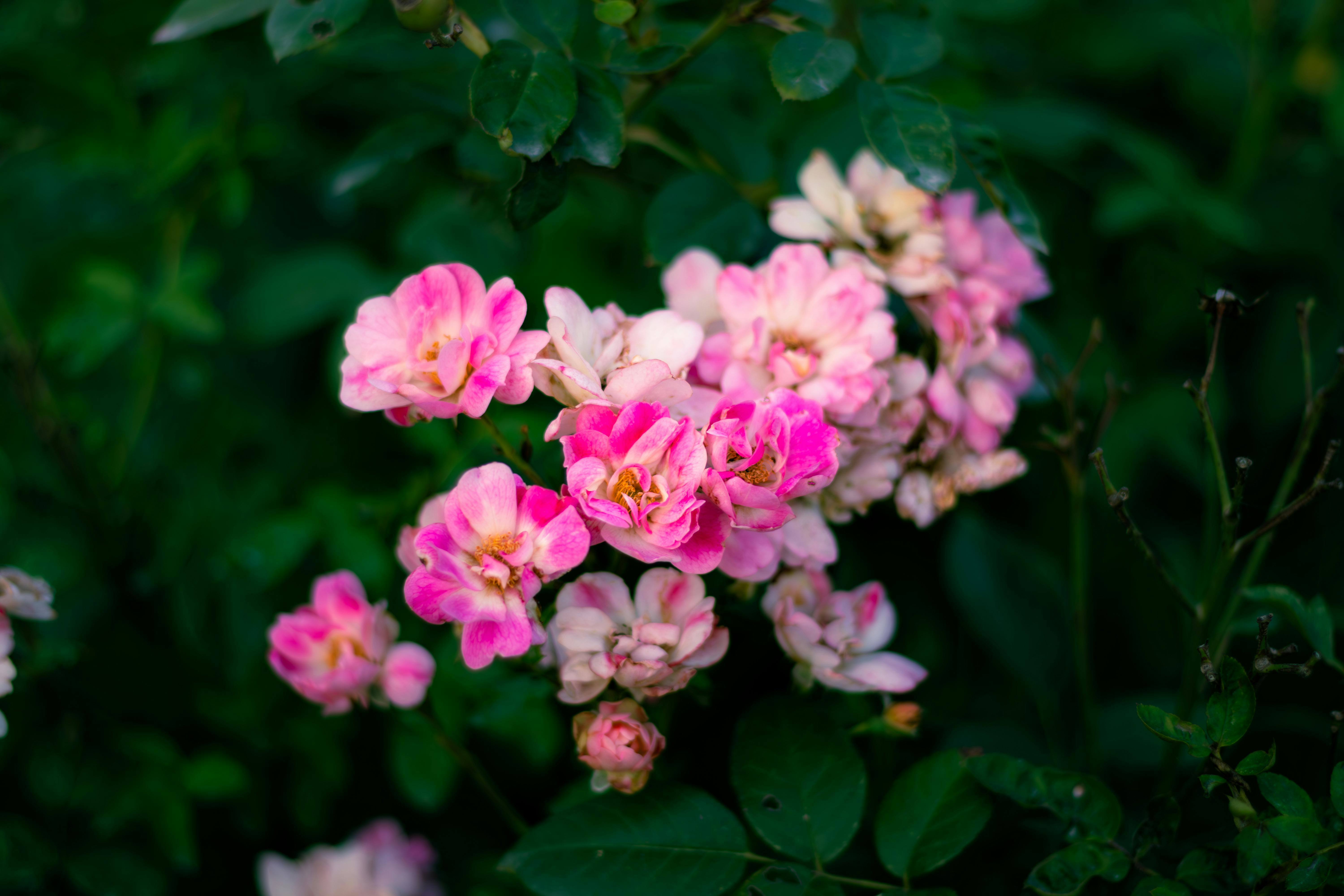 Vibrant Pink Roses in Lush Green Garden · Free Stock Photo