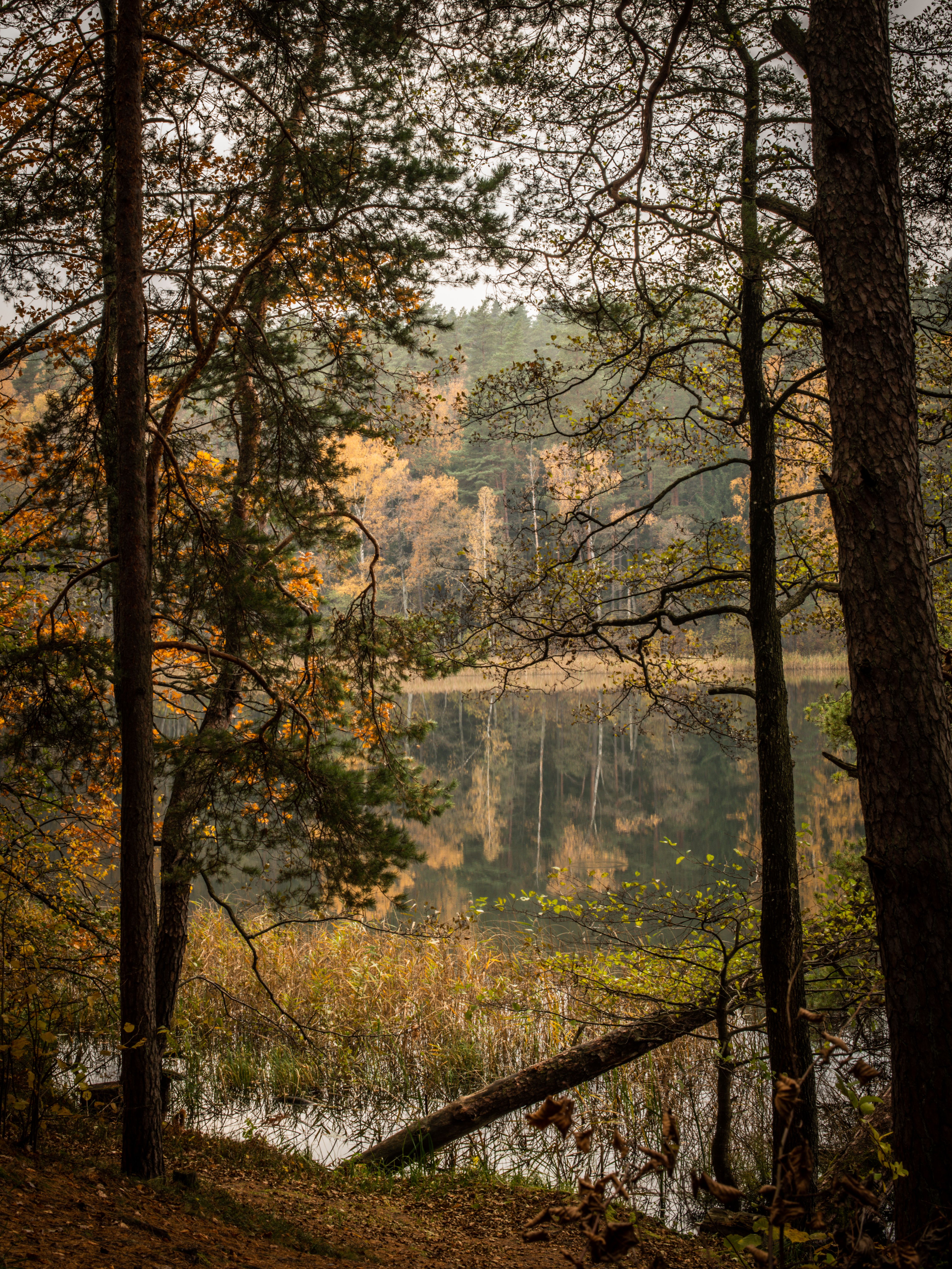 Scenic Autumn Forest Reflection by the Lake · Free Stock Photo