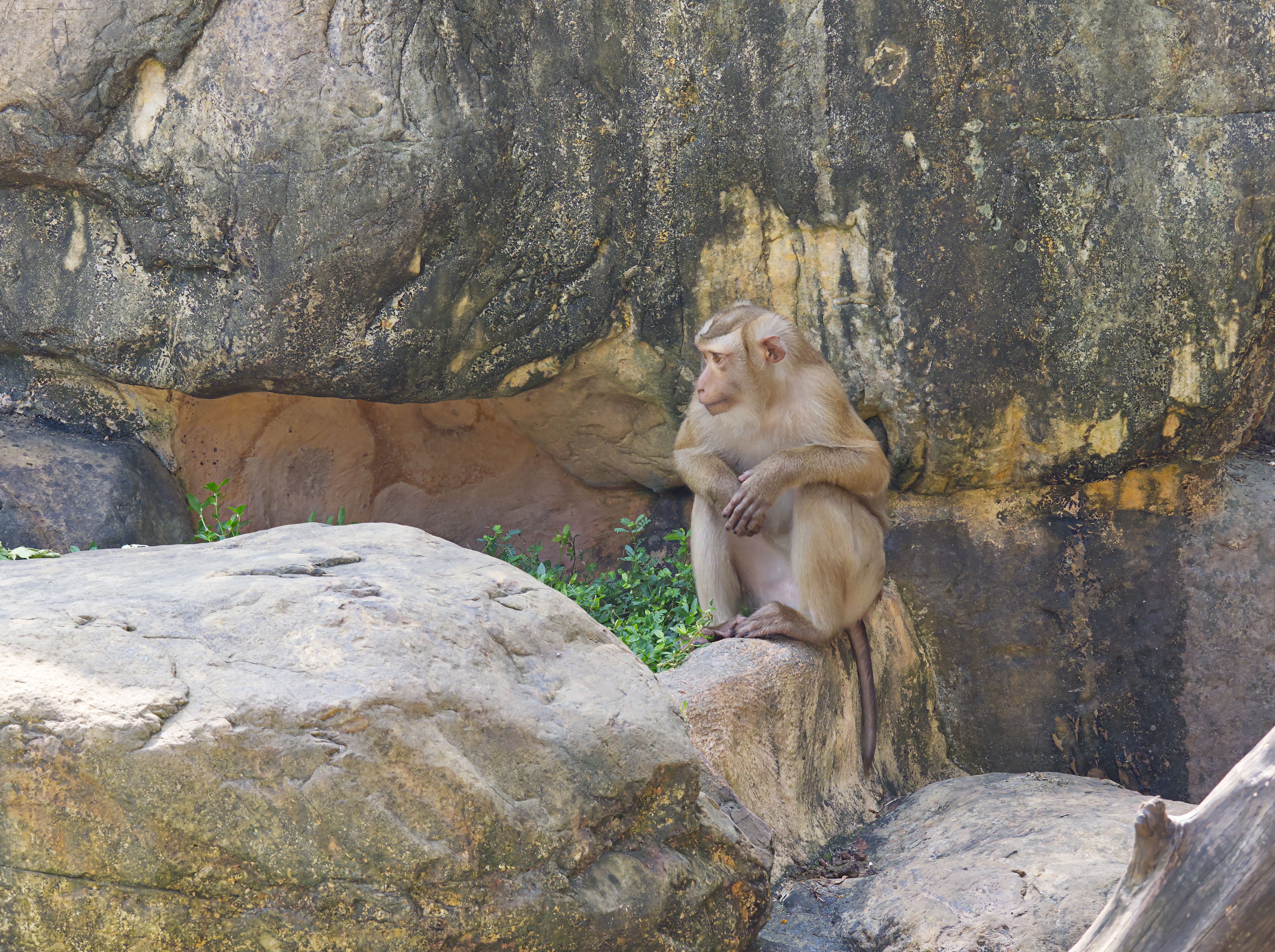 Monkey And Pig Photos, Download The BEST Free Monkey And Pig Stock ...