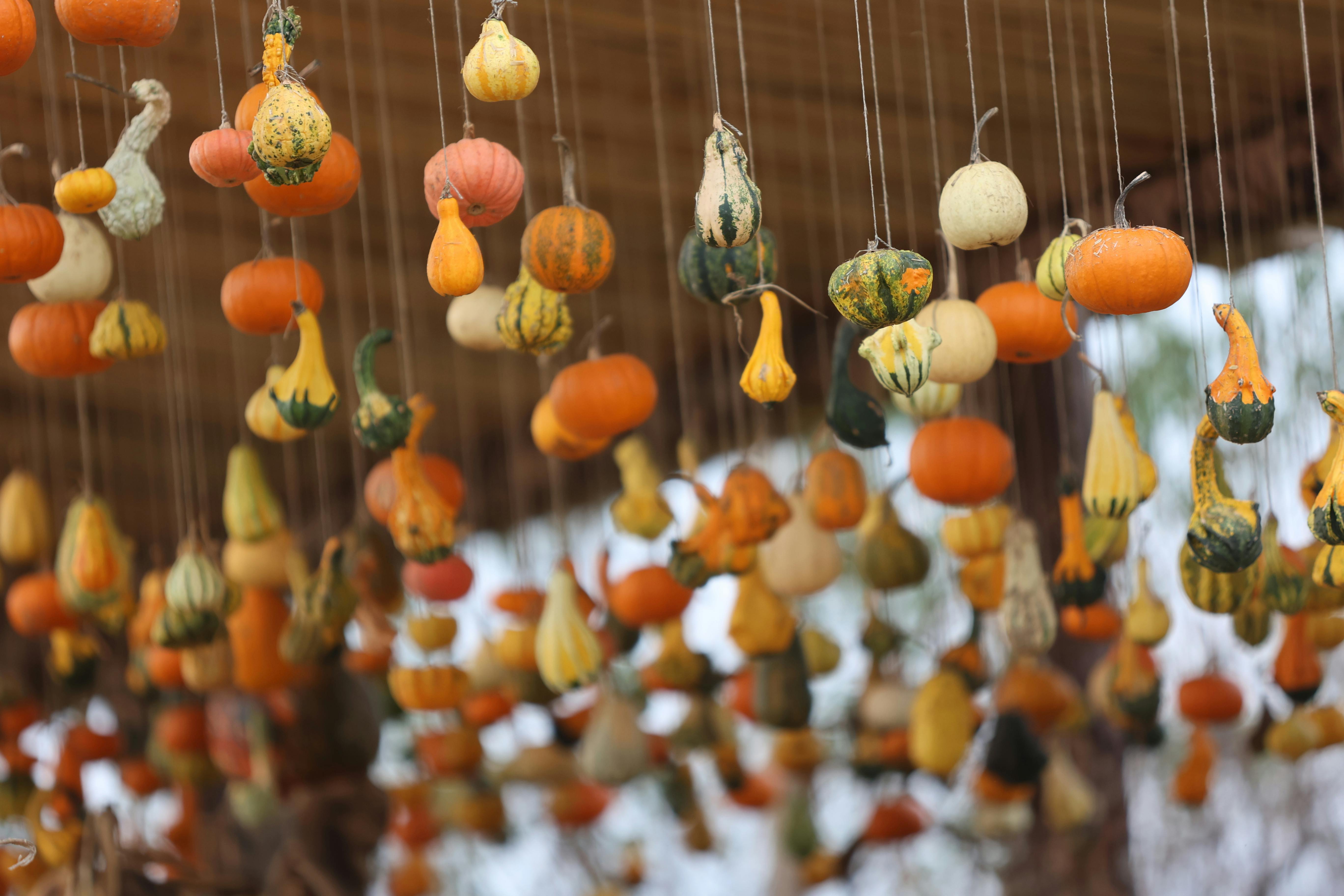 Hanging Harvest Gourds and Pumpkins in Fall Decor · Free Stock Photo