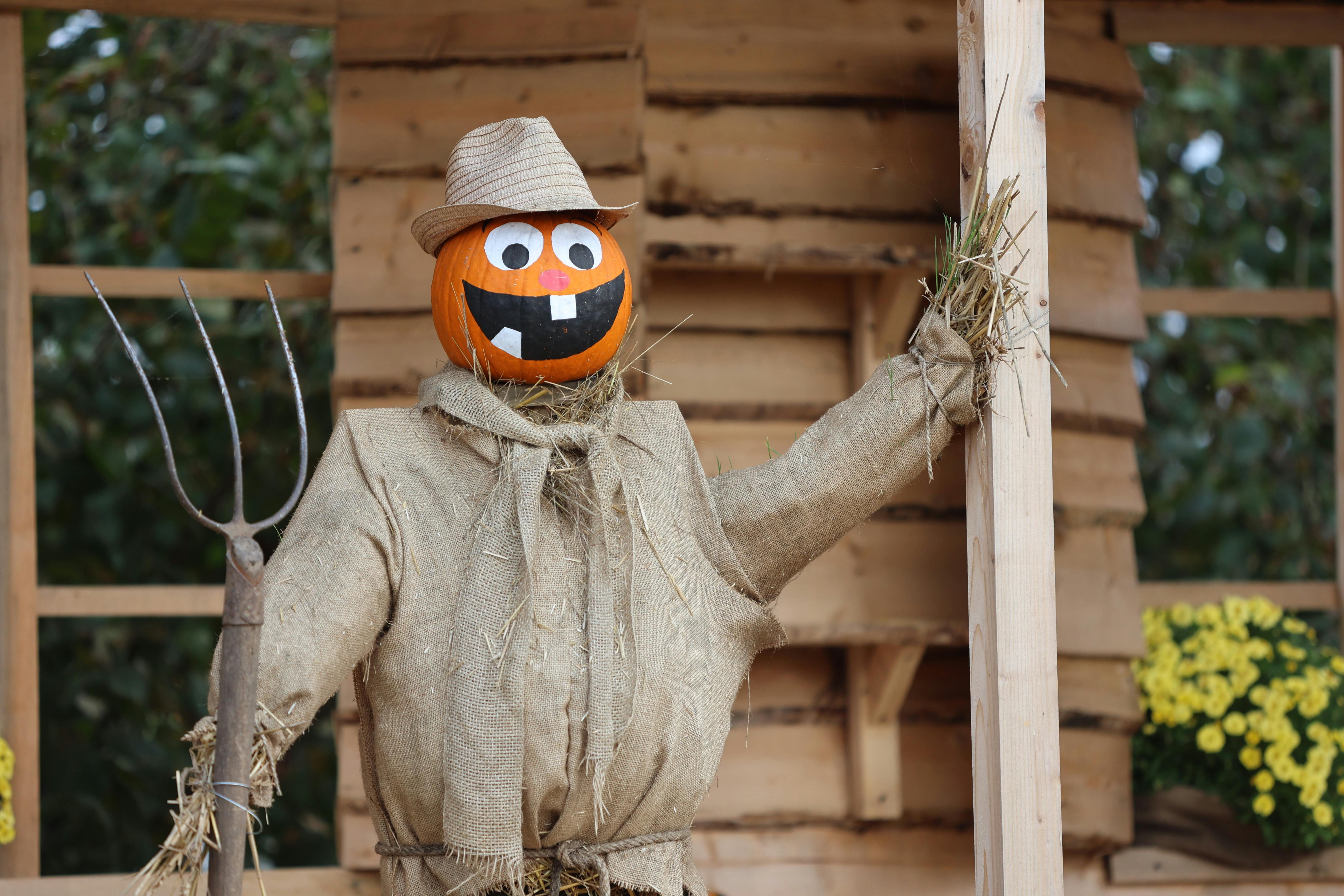 Festive Halloween Pumpkin Scarecrow Outdoors · Free Stock Photo
