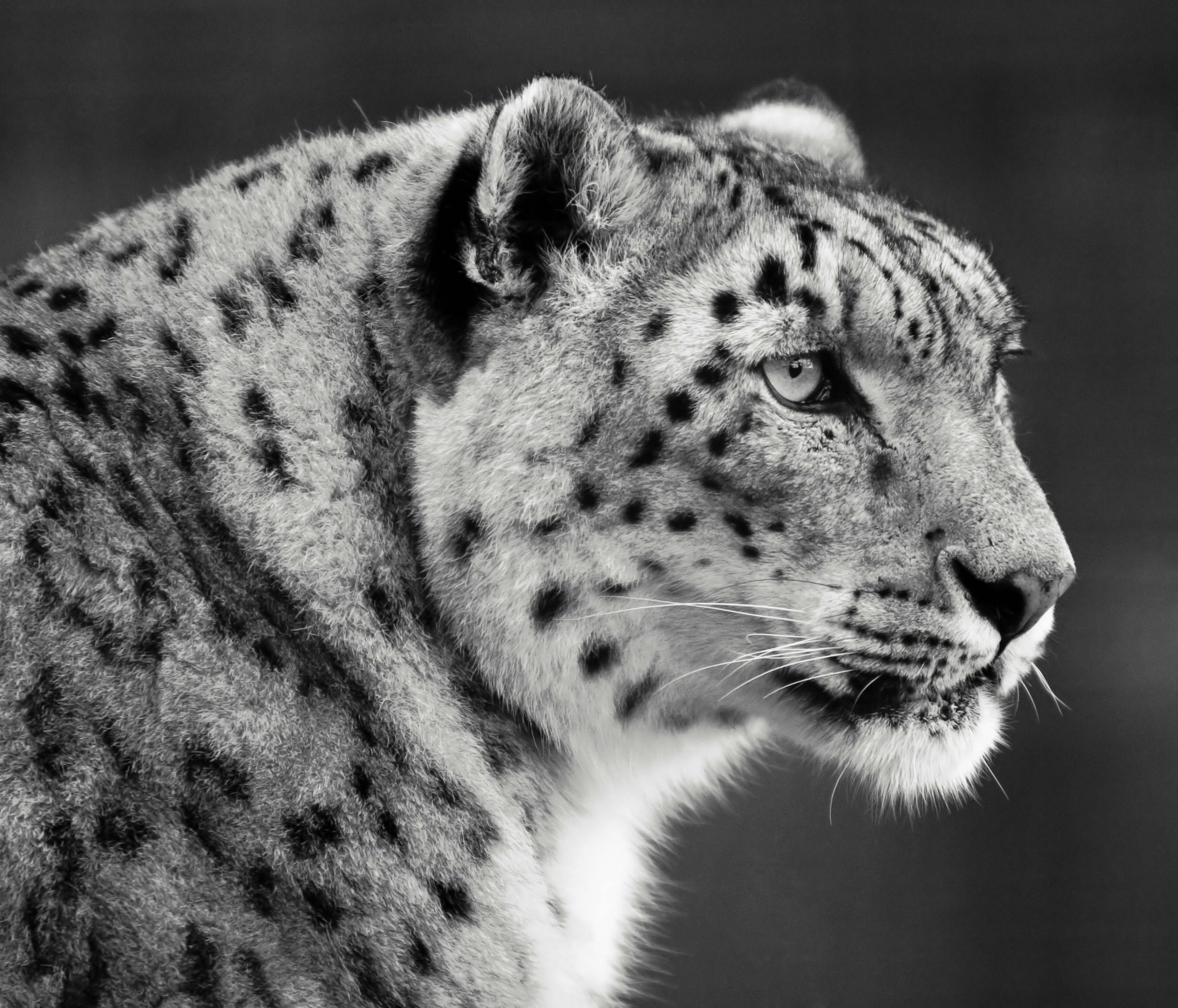 Black and White Snow Leopard Portrait · Free Stock Photo
