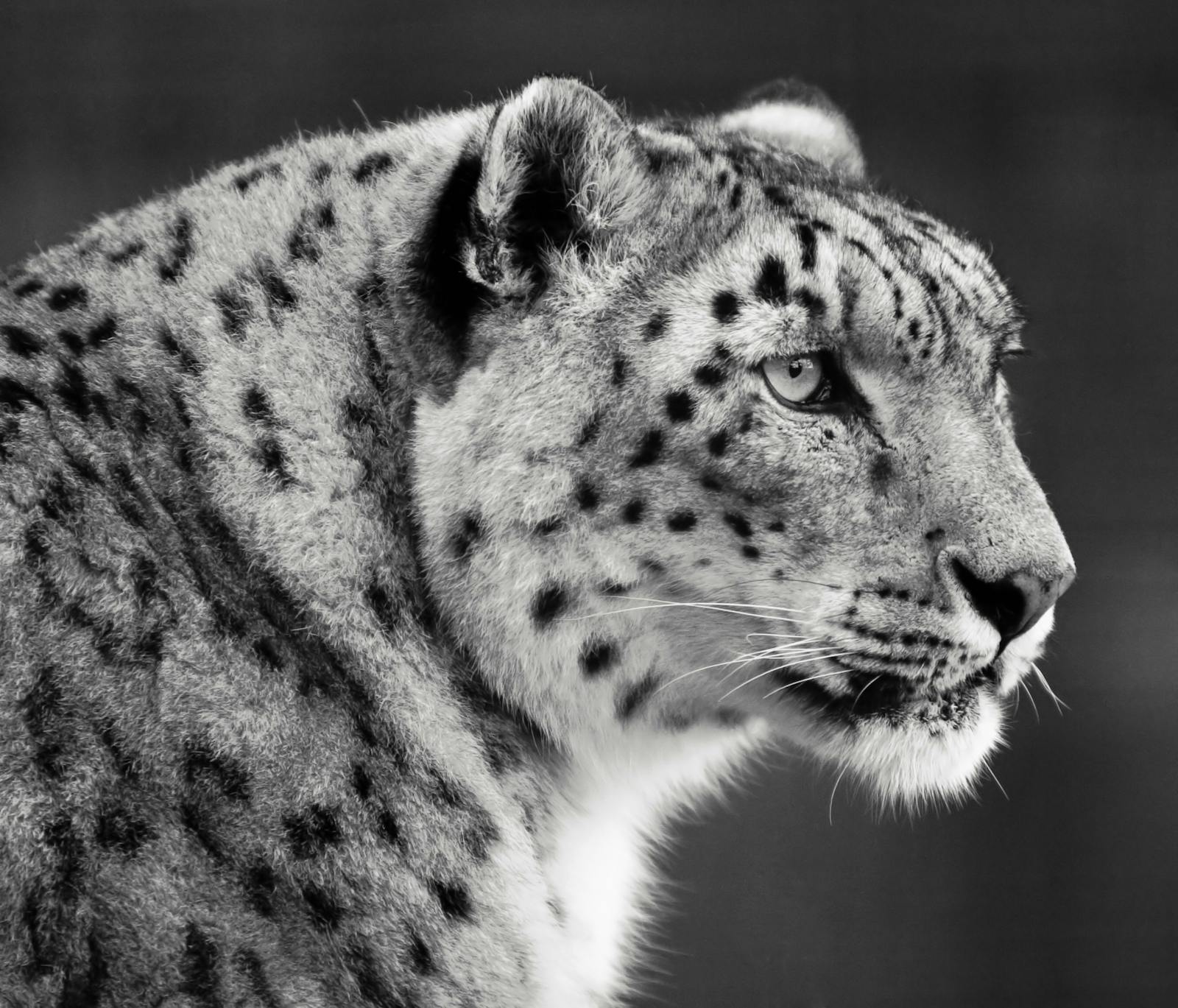 Snow Leopard Photos, Download The BEST Free Snow Leopard Stock Photos ...