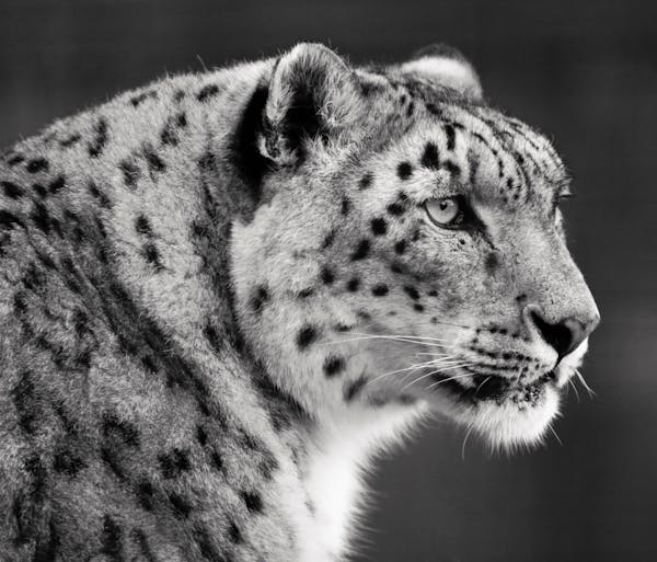 Snow Leopard Photos, Download The BEST Free Snow Leopard Stock Photos ...