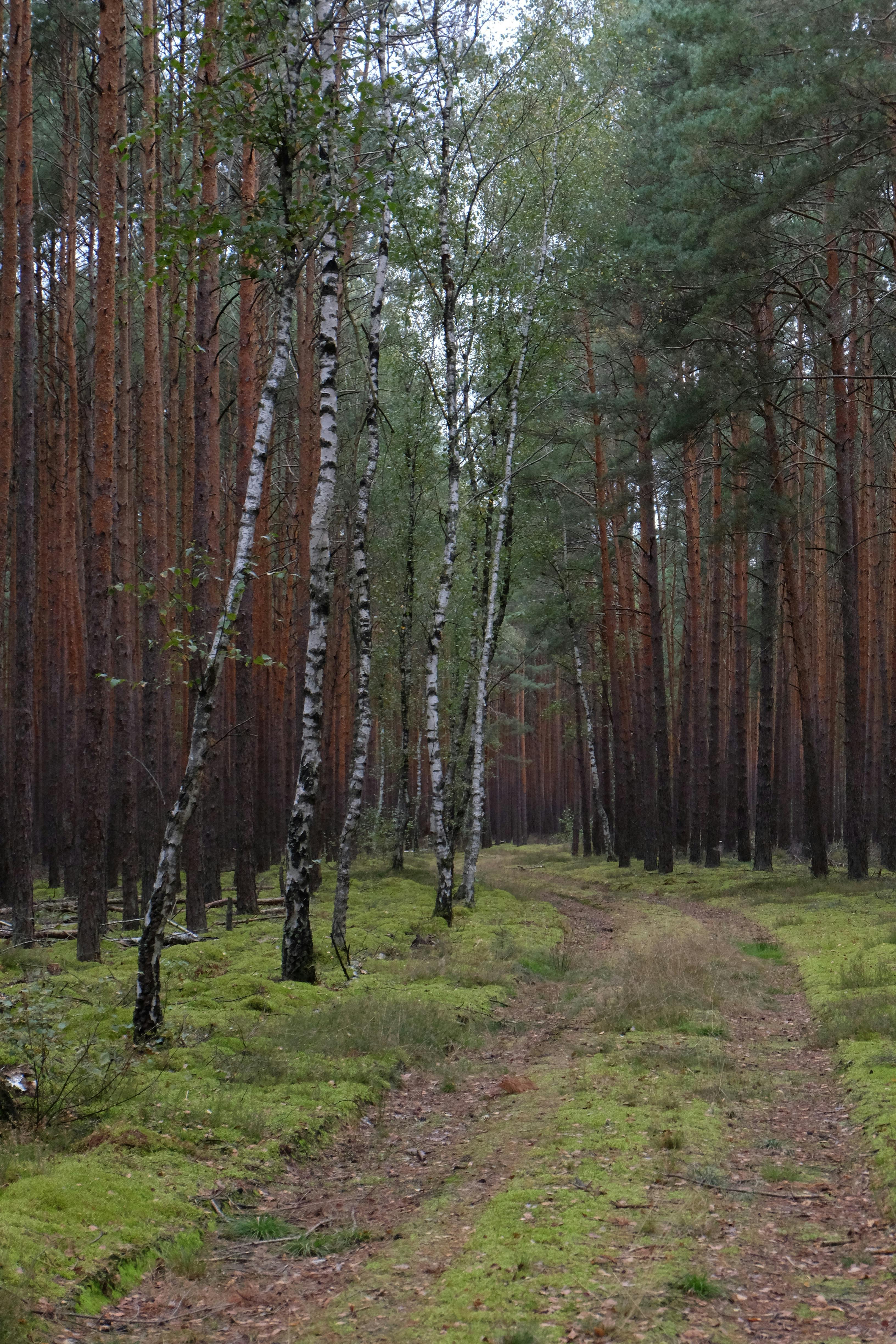 Peaceful Pathway Through a Serene Forest · Free Stock Photo
