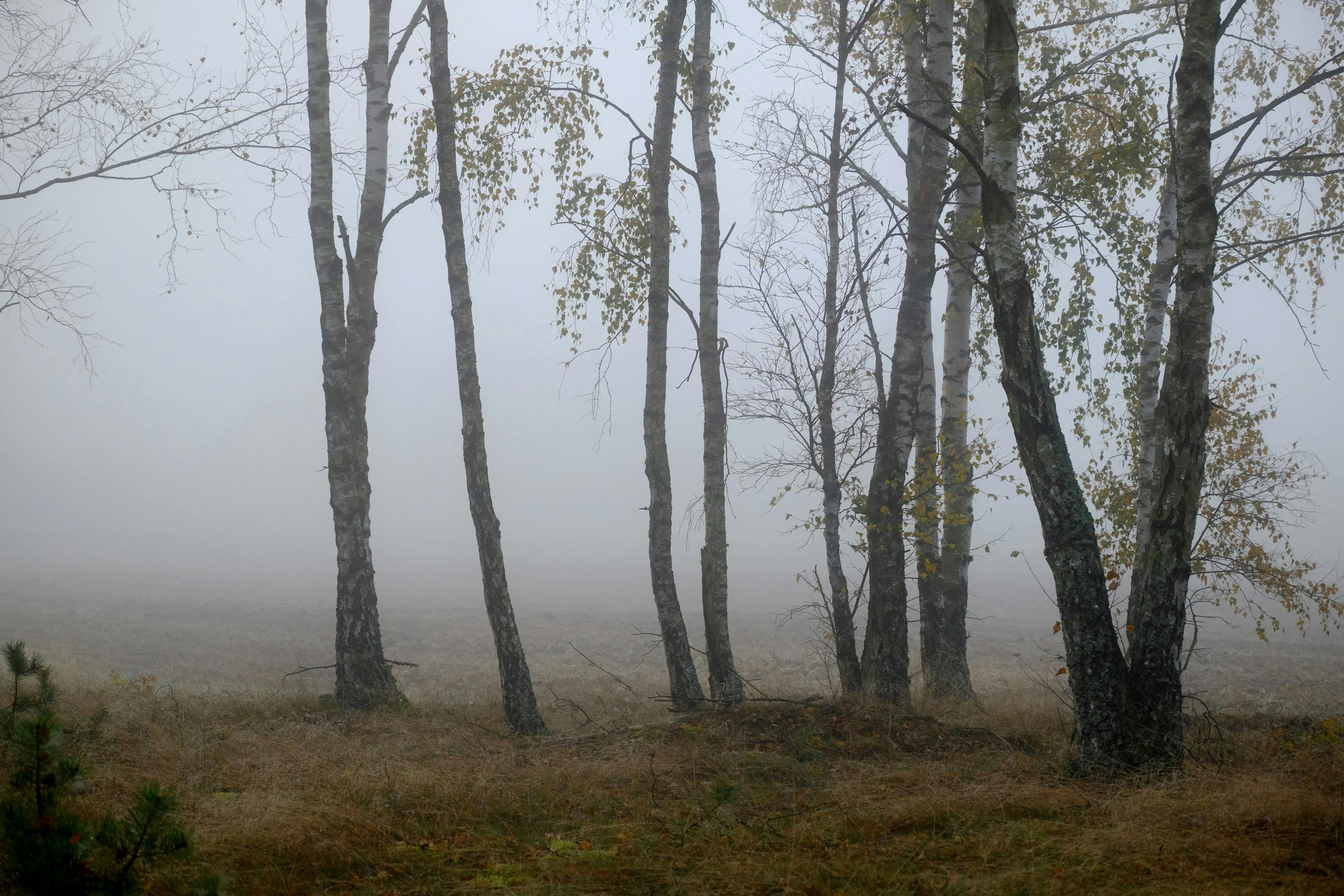 Misty Forest Landscape with Autumn Birch Trees · Free Stock Photo