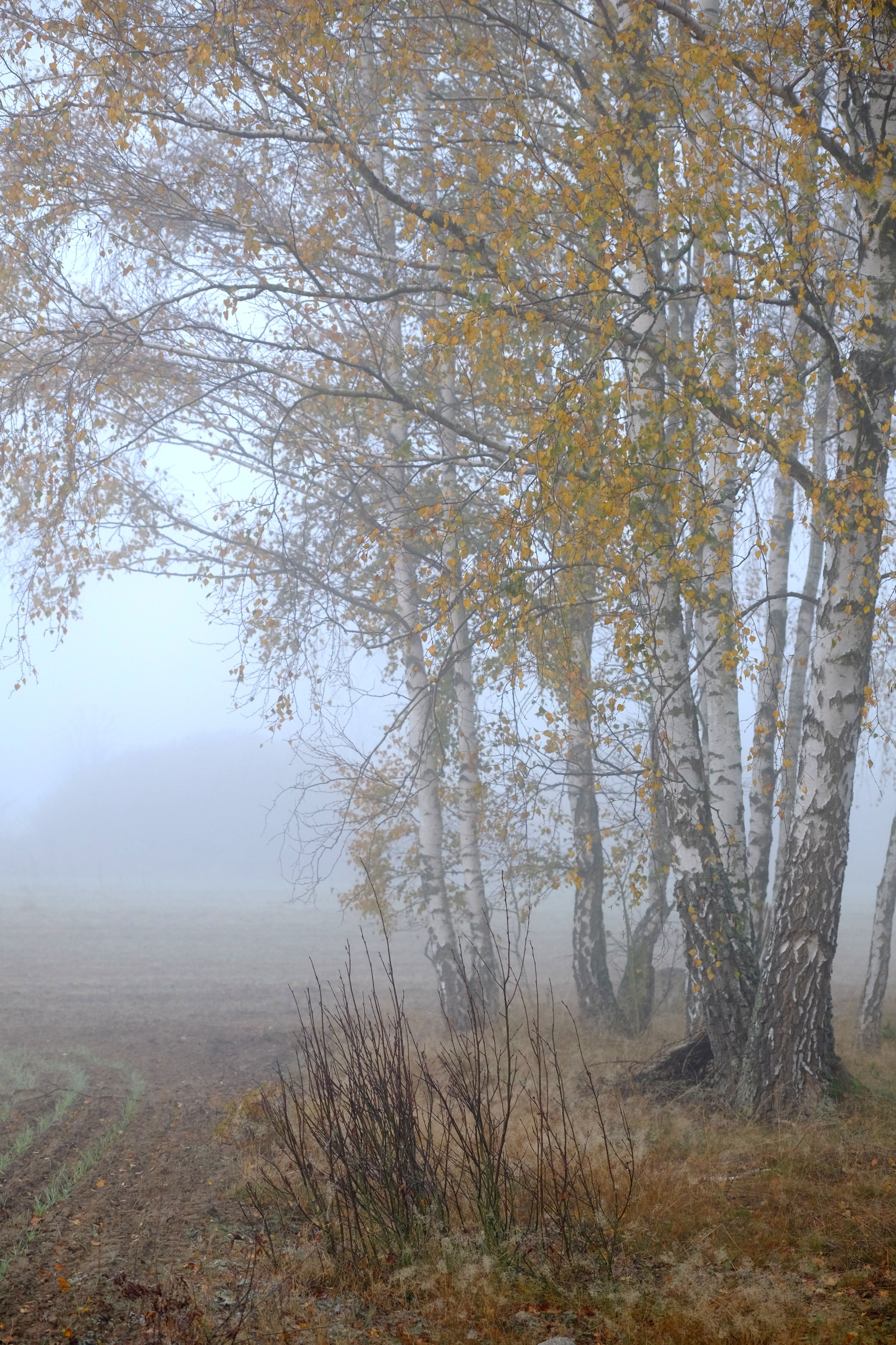 Pale Trees Photos, Download The BEST Free Pale Trees Stock Photos & HD ...
