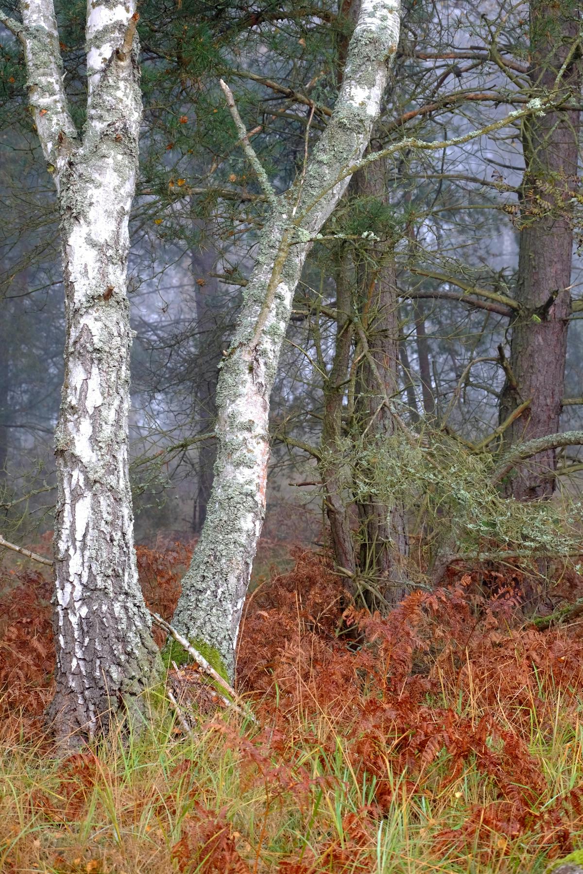 Green Forest Fog Photos, Download The BEST Free Green Forest Fog Stock ...