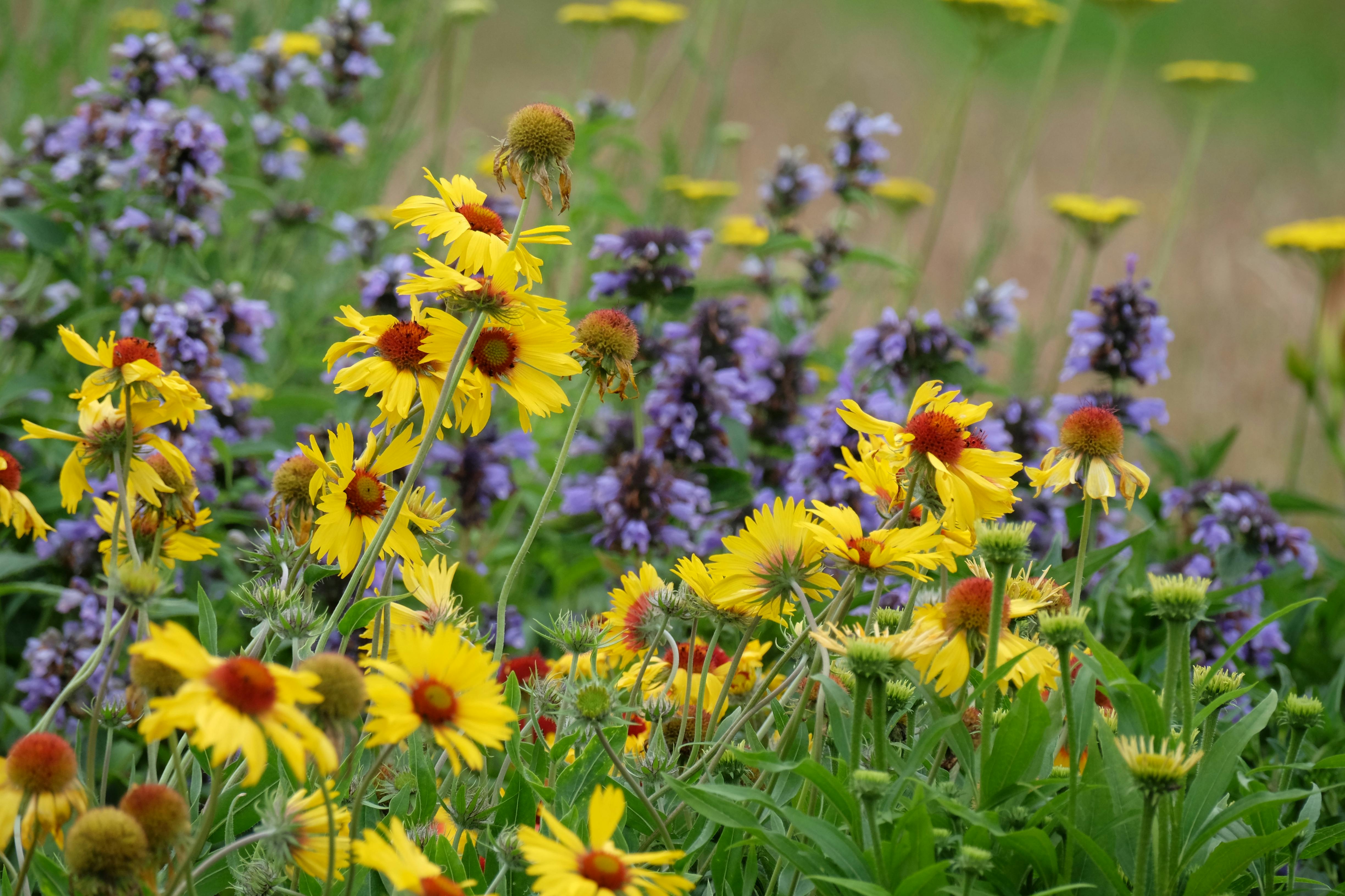Beautiful Wildflower Meadow in Full Bloom · Free Stock Photo