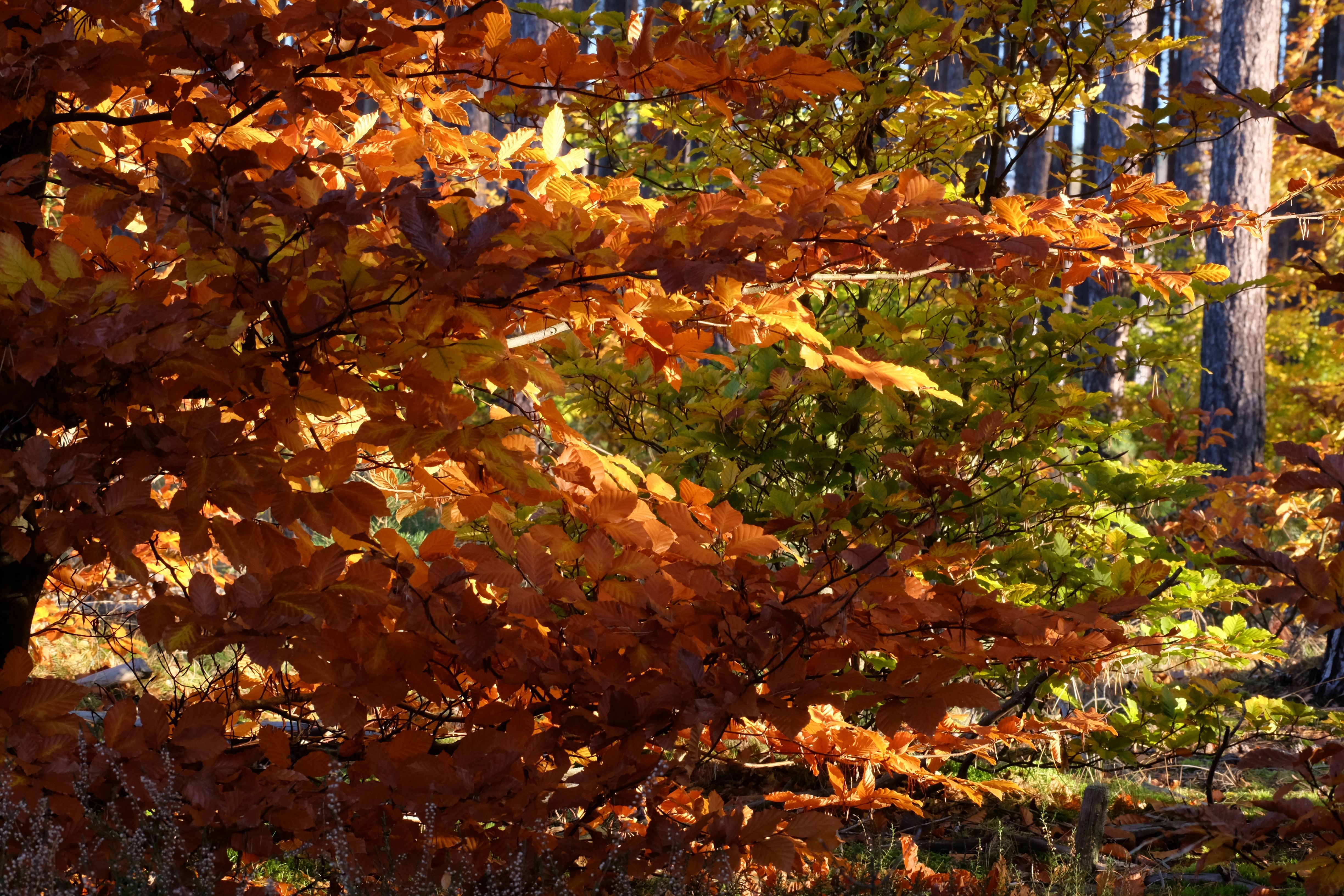 Vibrant Autumn Foliage in Sunlit Forest · Free Stock Photo