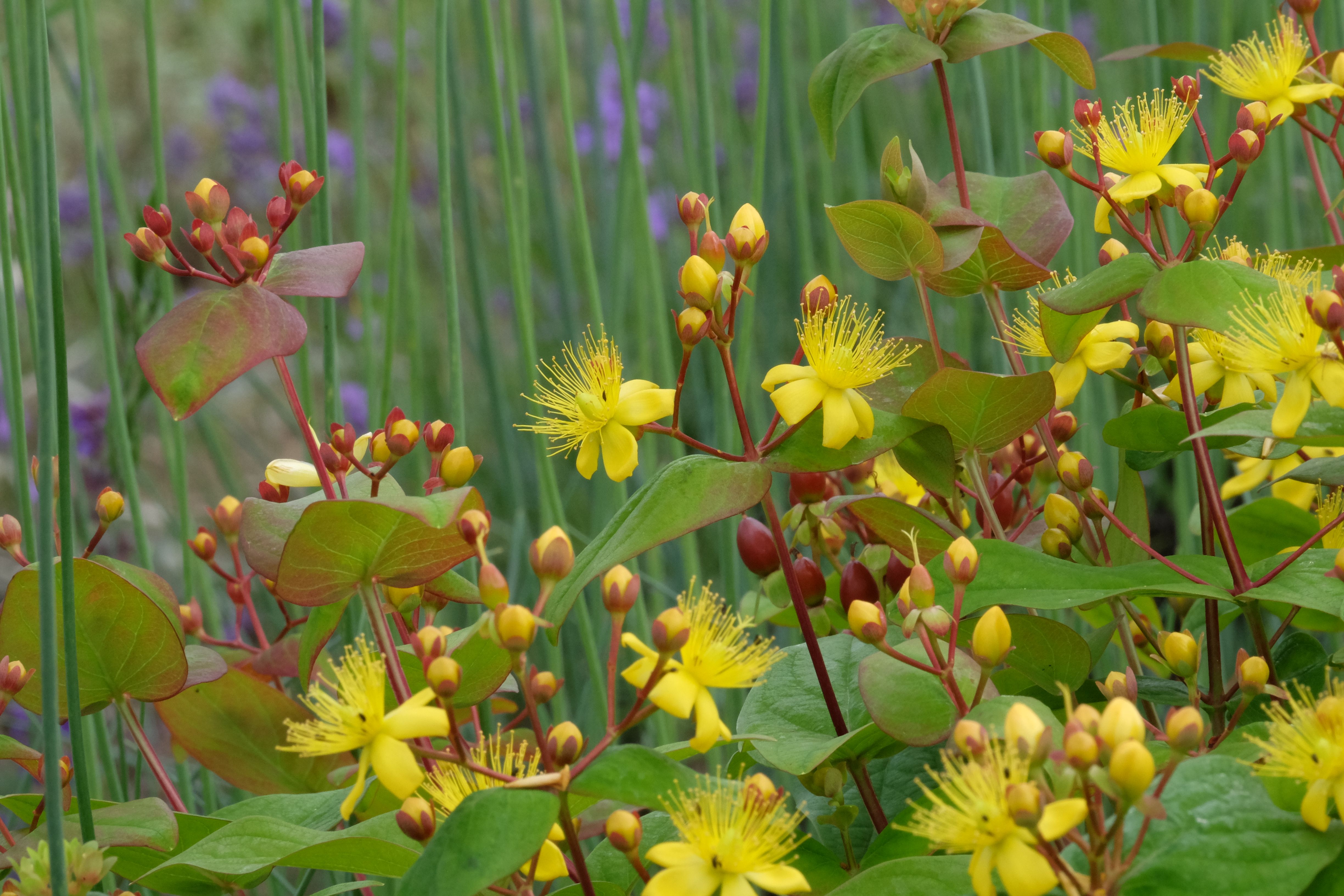 Stunning Yellow Hypericum Flowers in Bloom · Free Stock Photo