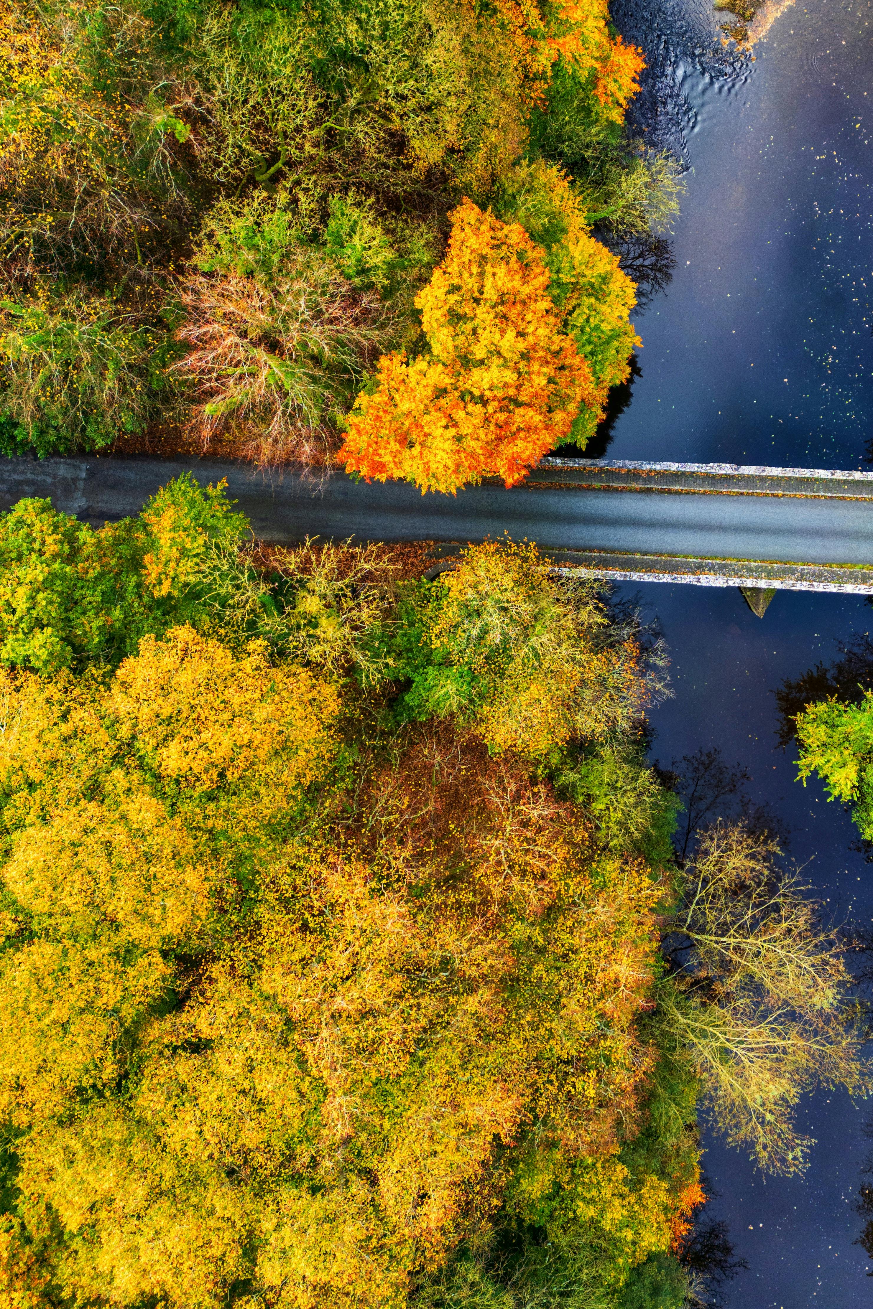 Vedere Aeriană Uimitoare De Toamnă în Pădurea Kilkenny · Imagine de ...